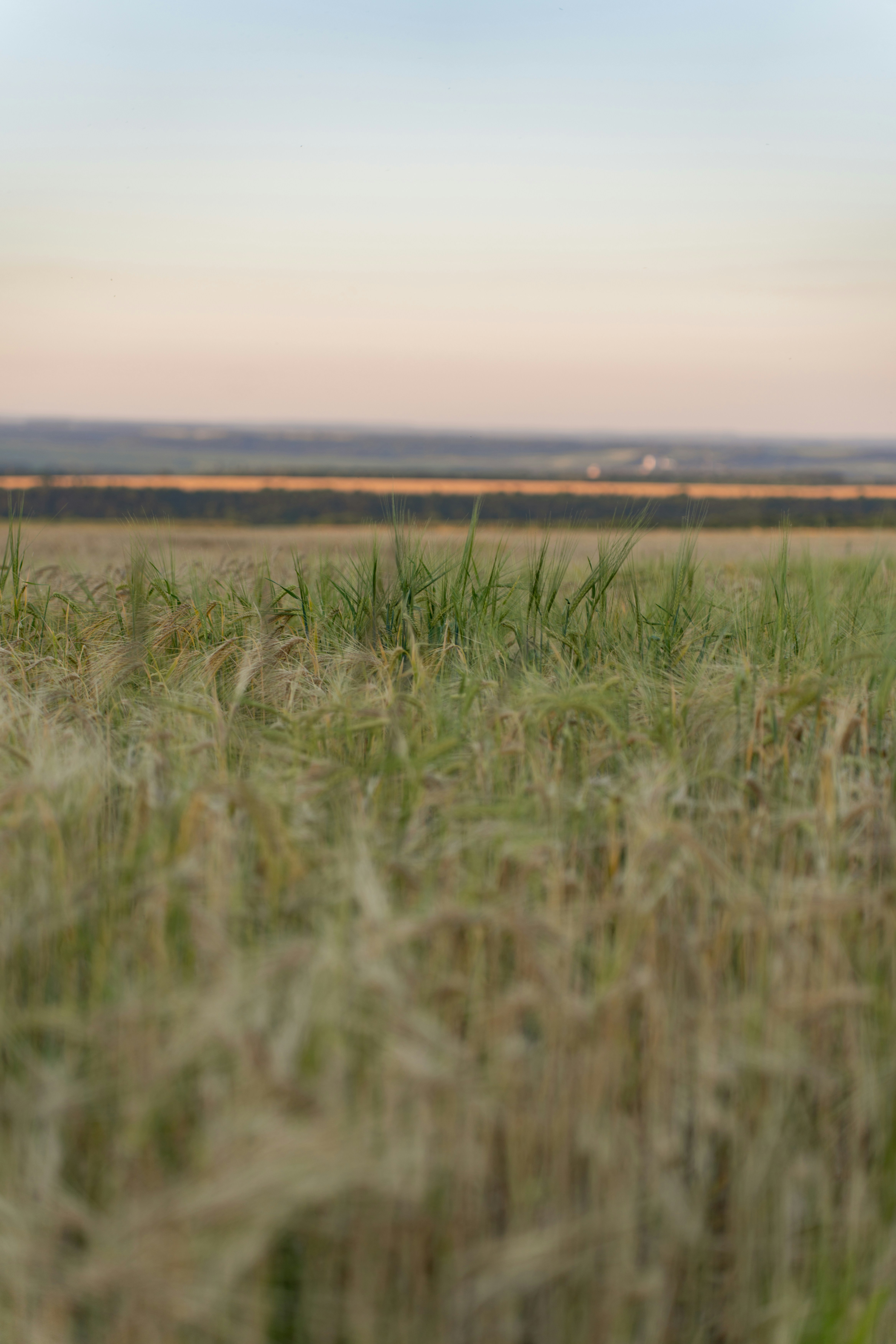 Soft Focus Prairie: Dawn Light over Tall Grass