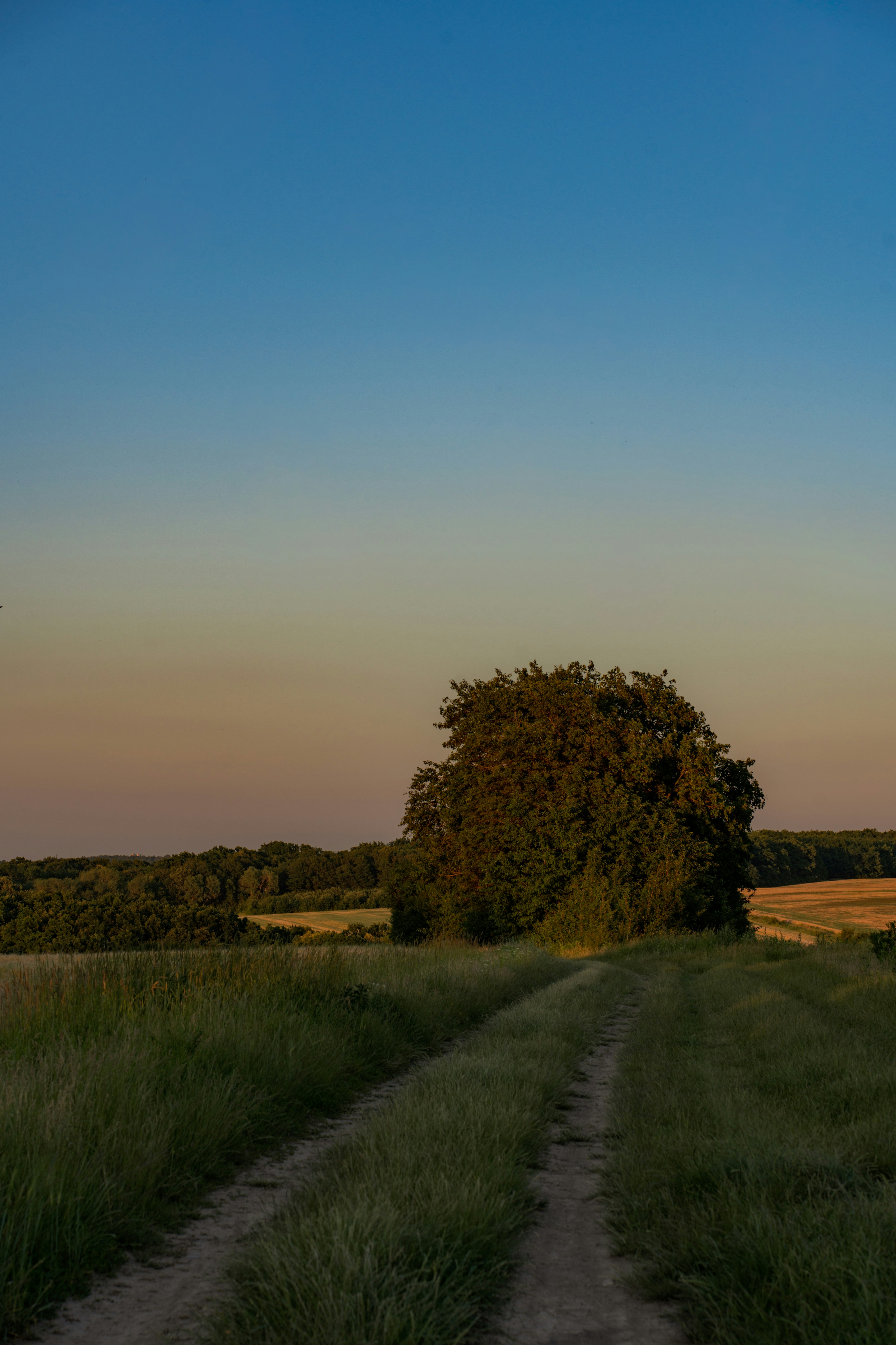 Lonely Path to the Distant Tree