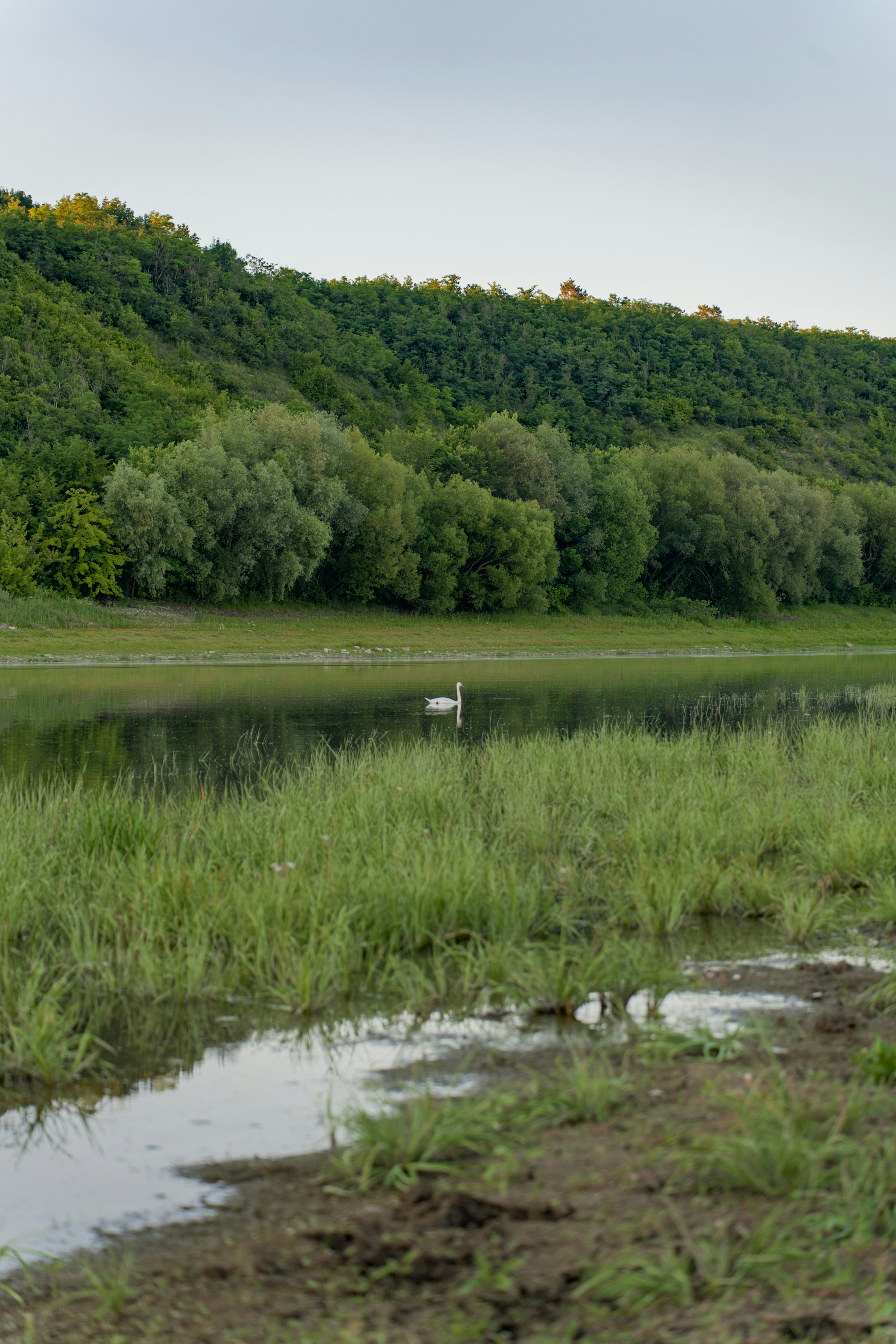 Isolated Swan among a Quiet Riverbank