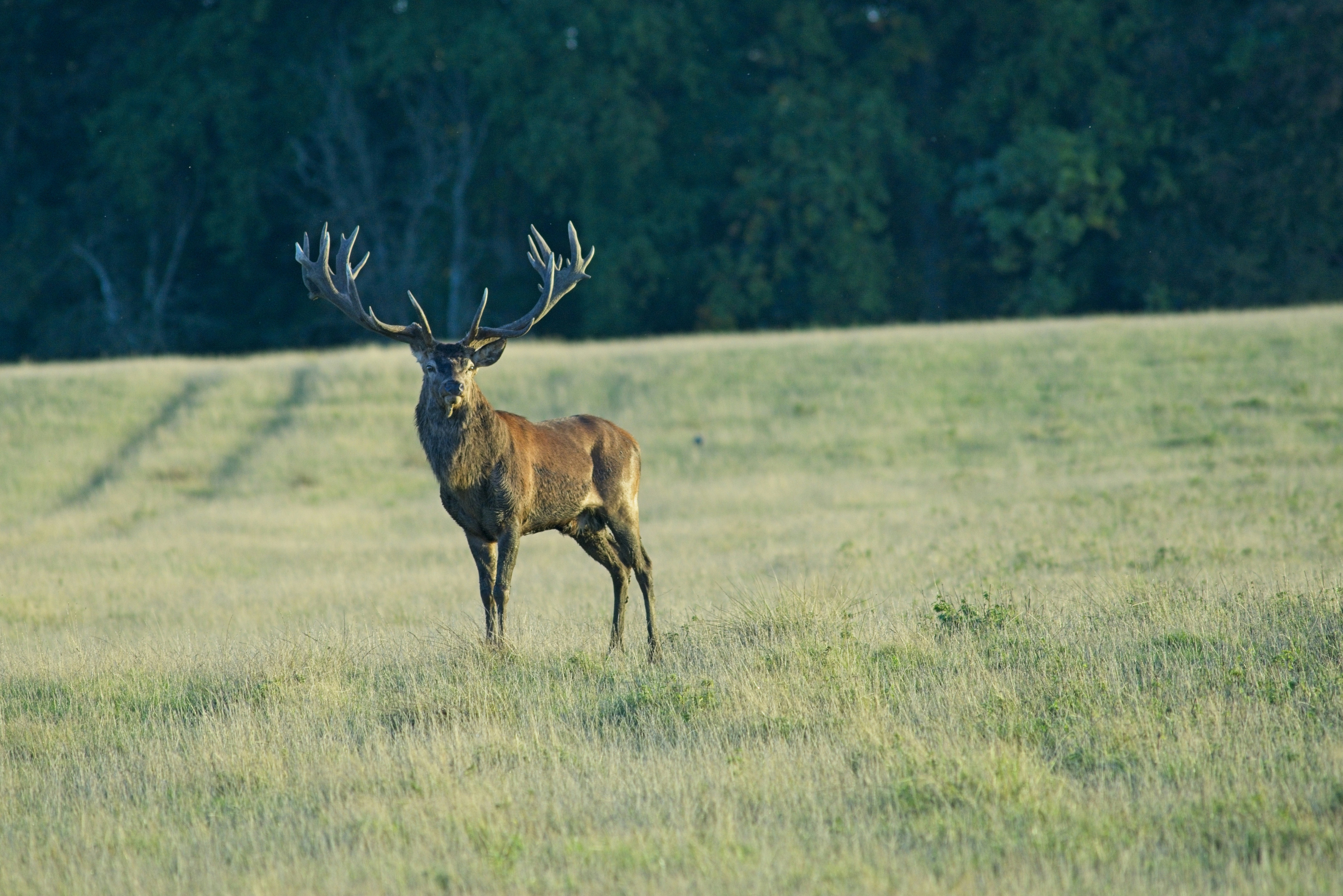 A proud red deer stag stands alone in the open grassland of Dyrehaven on a warm late afternoon in September. He turns to face the camera with a calm, watchful gaze, his broad, many-pointed antlers rising like a crown against the dark green forest behind him. Soft sunlight falls across his thick rutting mane and the pale meadow grass at his feet. It is a quiet, confident moment in the middle of the rut, showing the strength and dignity of Denmark's largest wild animal in the historic royal deer park north of Copenhagen.
