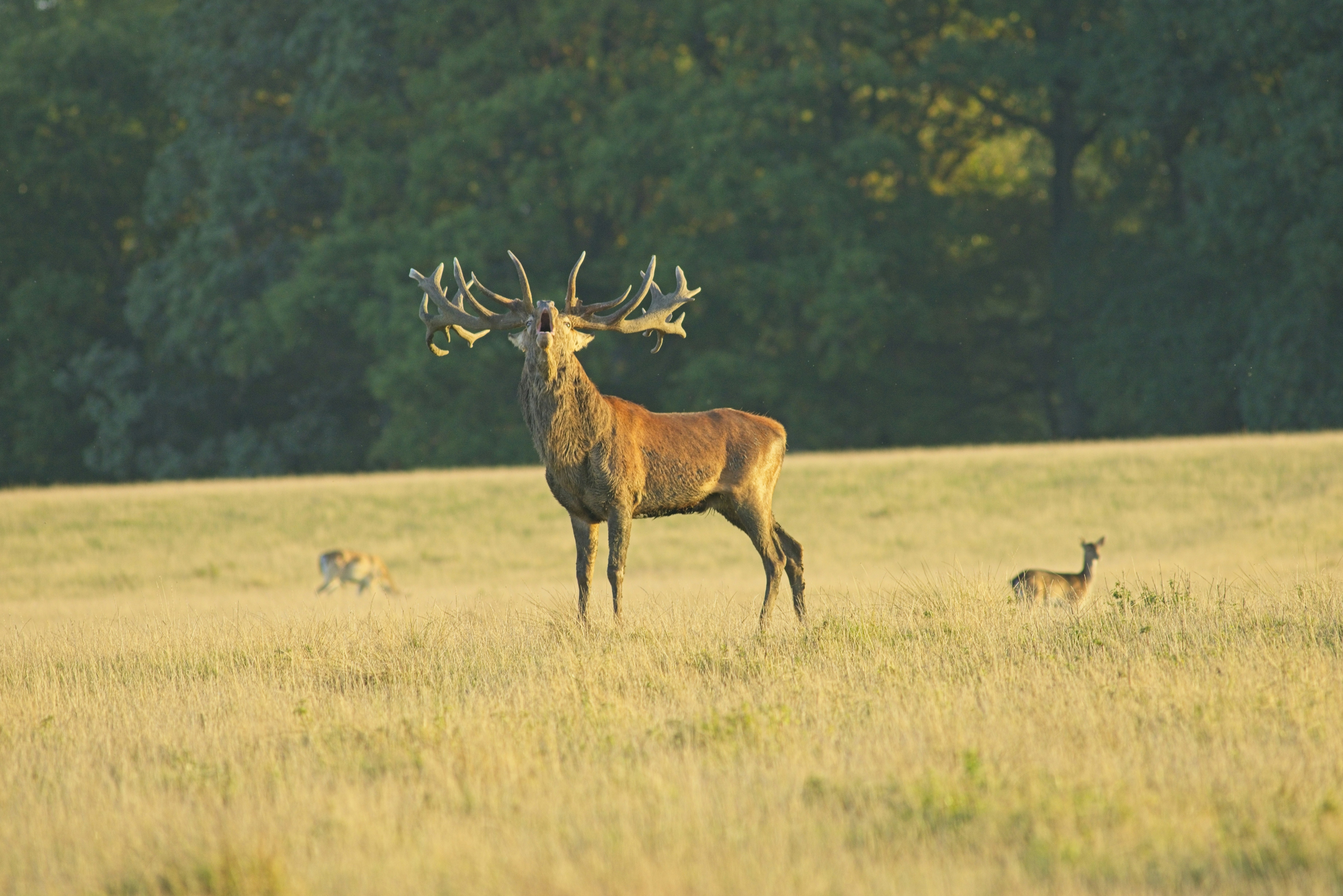 Stately Stag at Distant Meadow Edge