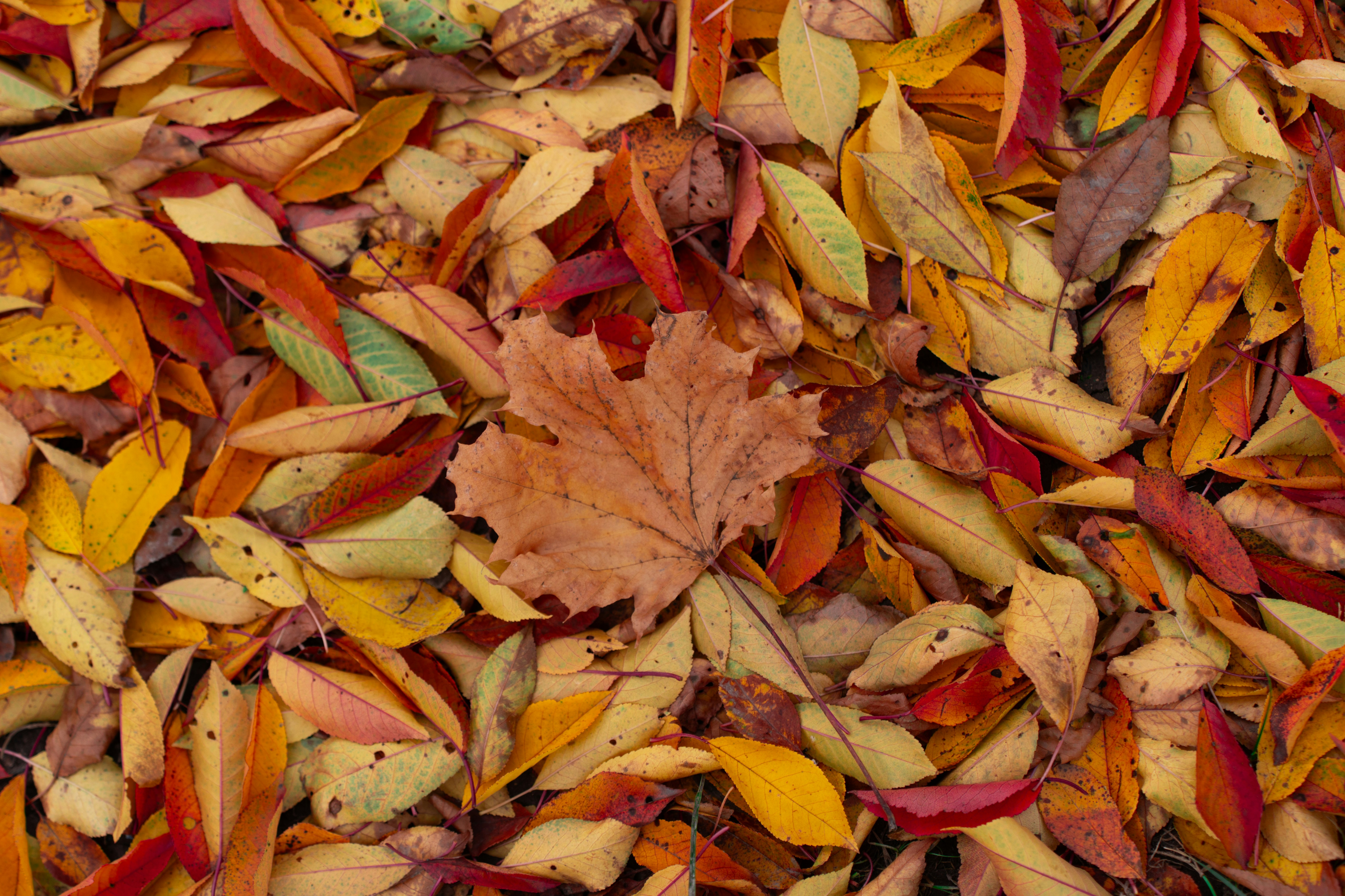 Autumn Carpet: A Meadow of Fallen Leaves