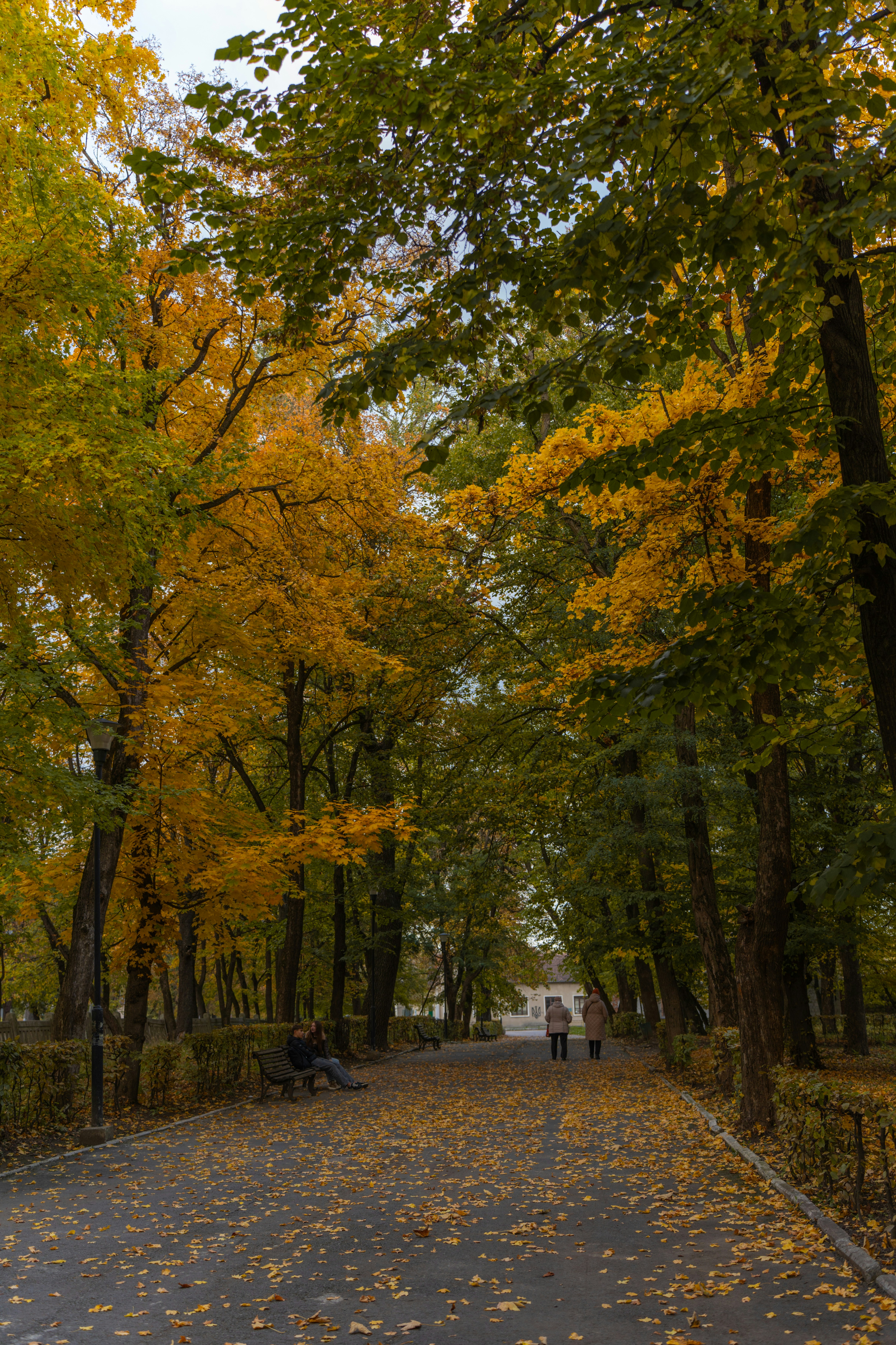 Autumn Avenue: A Quiet Walk Between Golden Canopies
