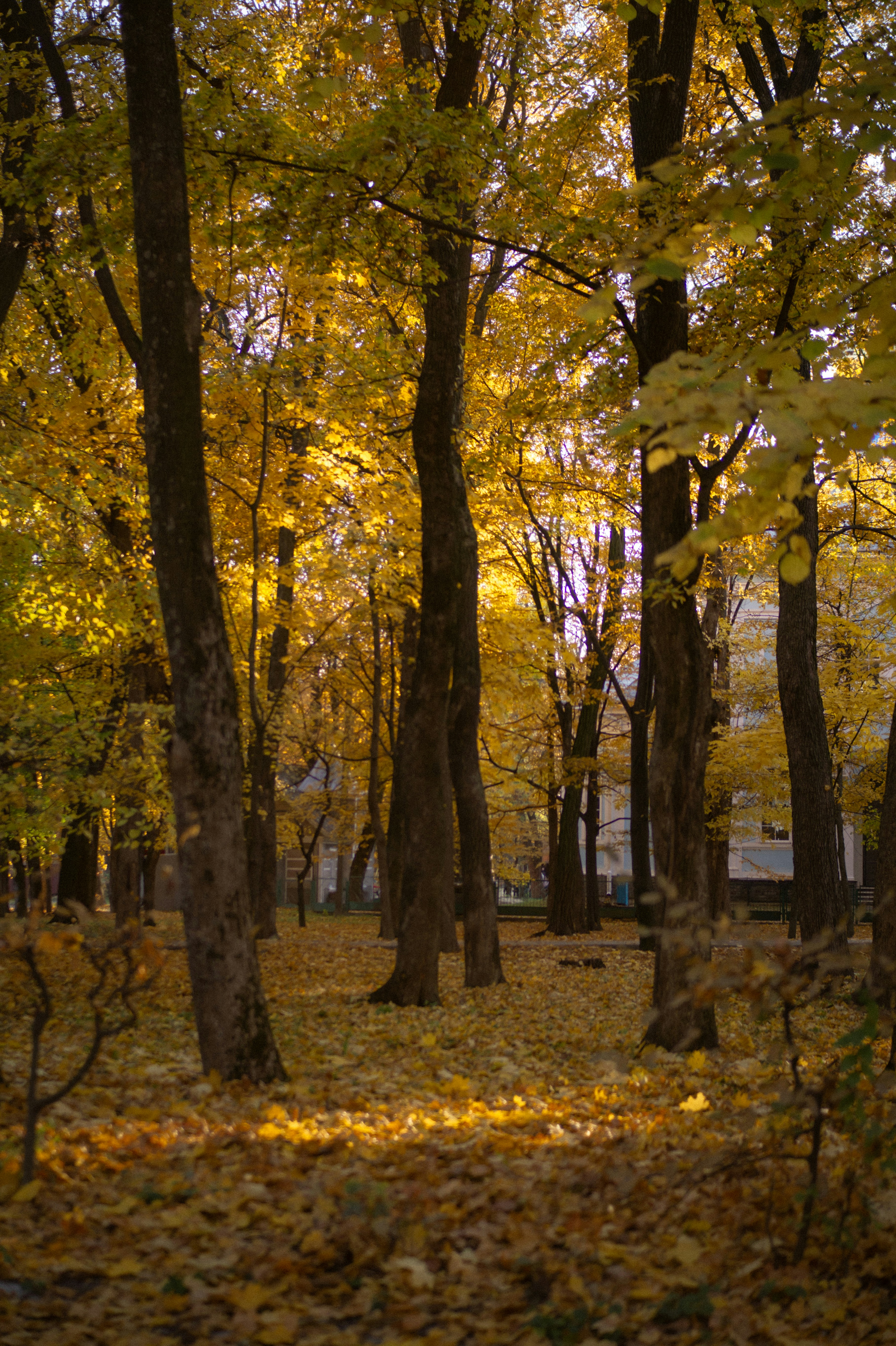 Autumn Silence Beneath A Canopy of Gold