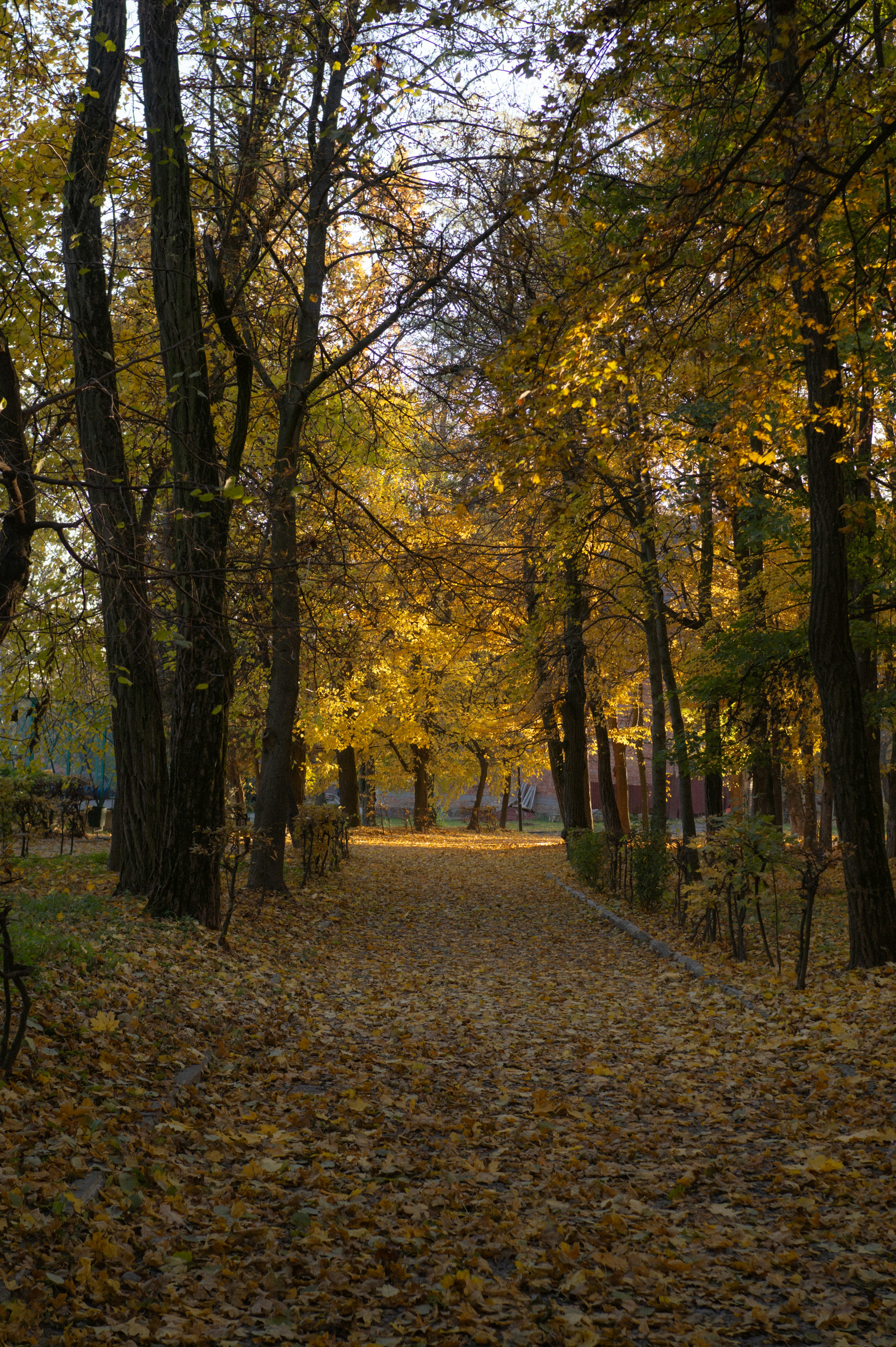 Autumn Alley: A Sunlit Path Through Golden Foliage