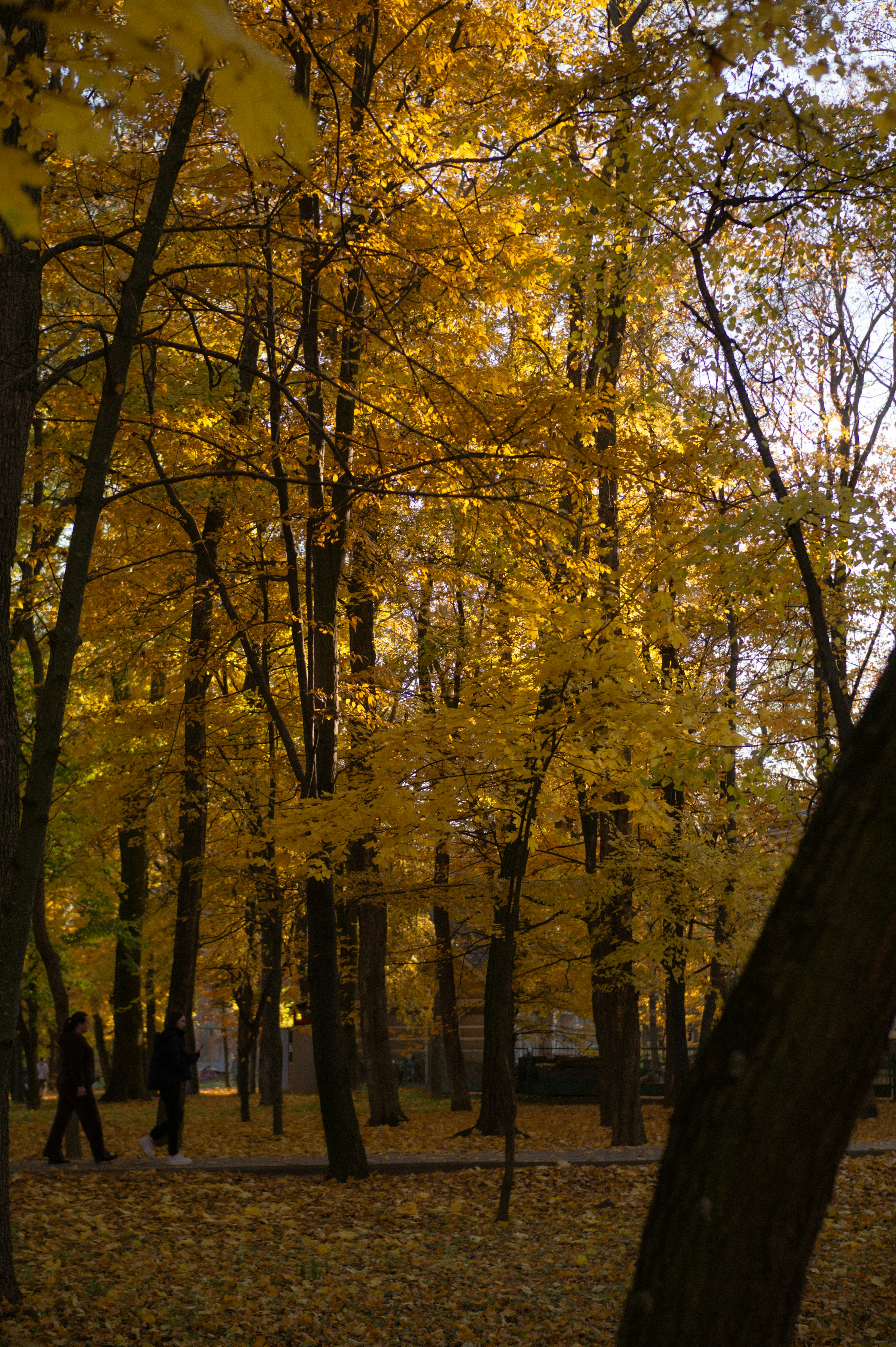 Golden Canopy Over a Quiet Park Path