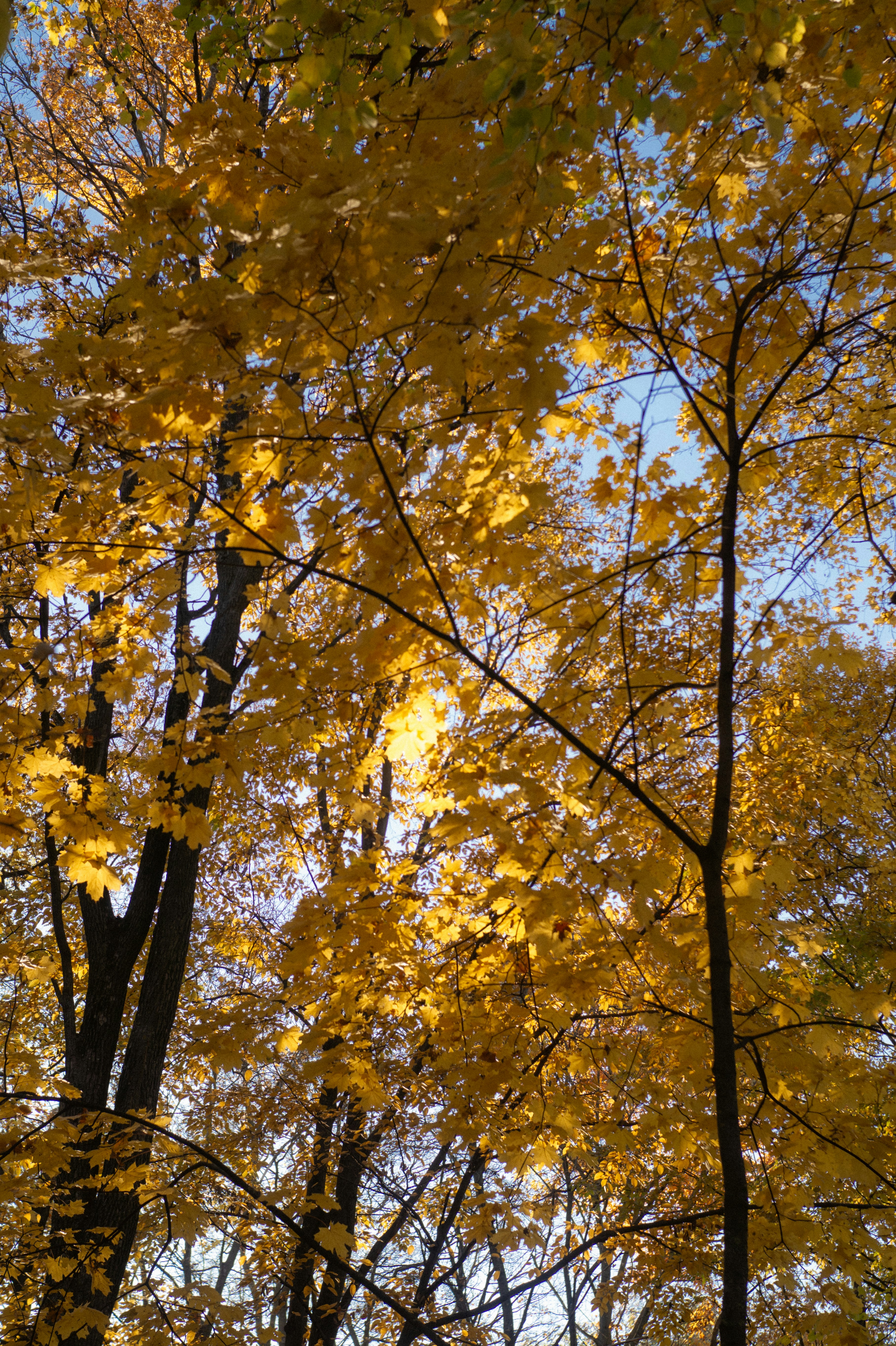 Autumn Canopy: Golden Leaves Against a Slender Skyline
