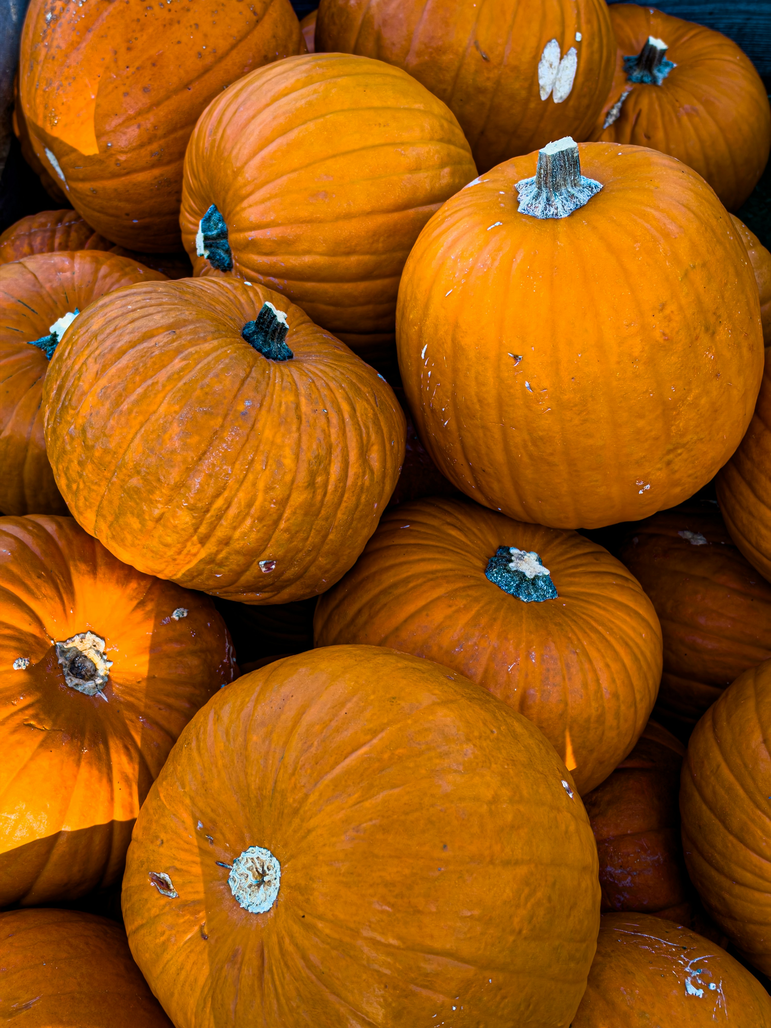 Pumpkin Mosaic: Close-Knit Orbs in Autumn Orange