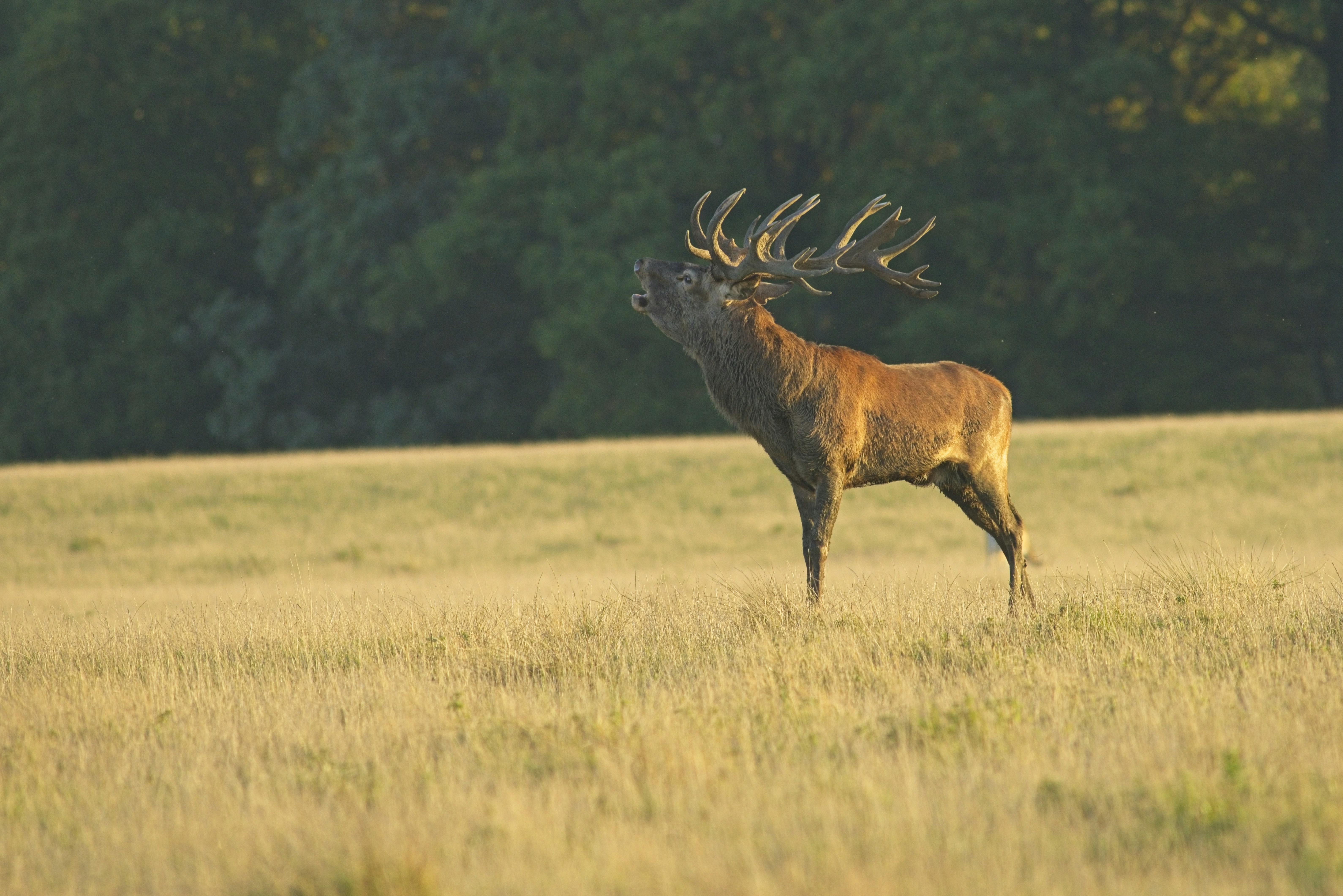 Seen in profile, a powerful red deer stag lifts his head and bellows across the golden meadow of Dyrehaven on a warm late afternoon in September. His massive antlers sweep back over his shoulders as the roar rolls out, a clear challenge to rival stags during the autumn rut. Low sunlight warms his reddish coat and lights up the dry grass, while the dark green forest behind makes him stand out sharply. The image captures the raw sound and energy of the rut in the historic royal deer park north of Copenhagen.