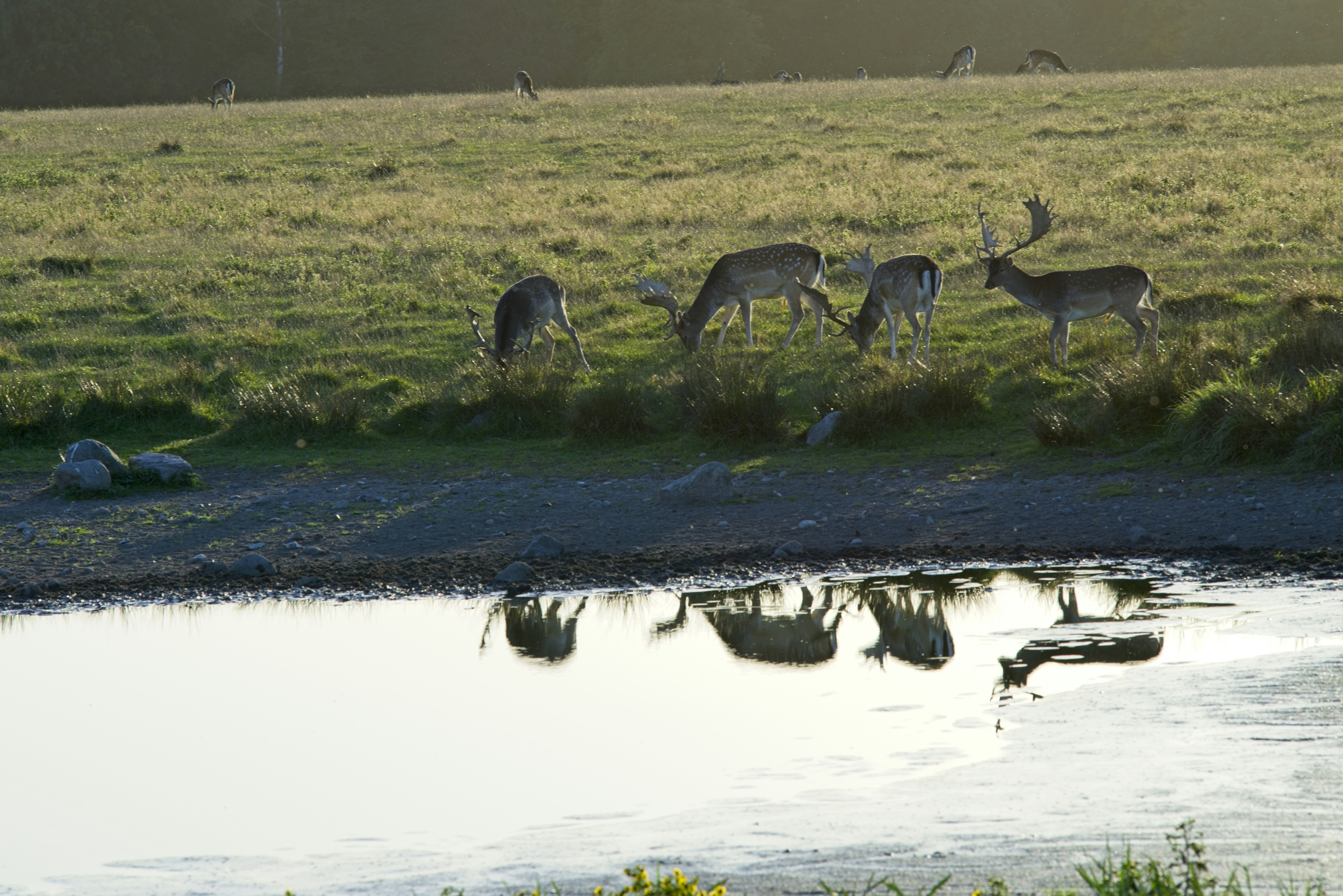 Herd of Deer at the Water’s Edge