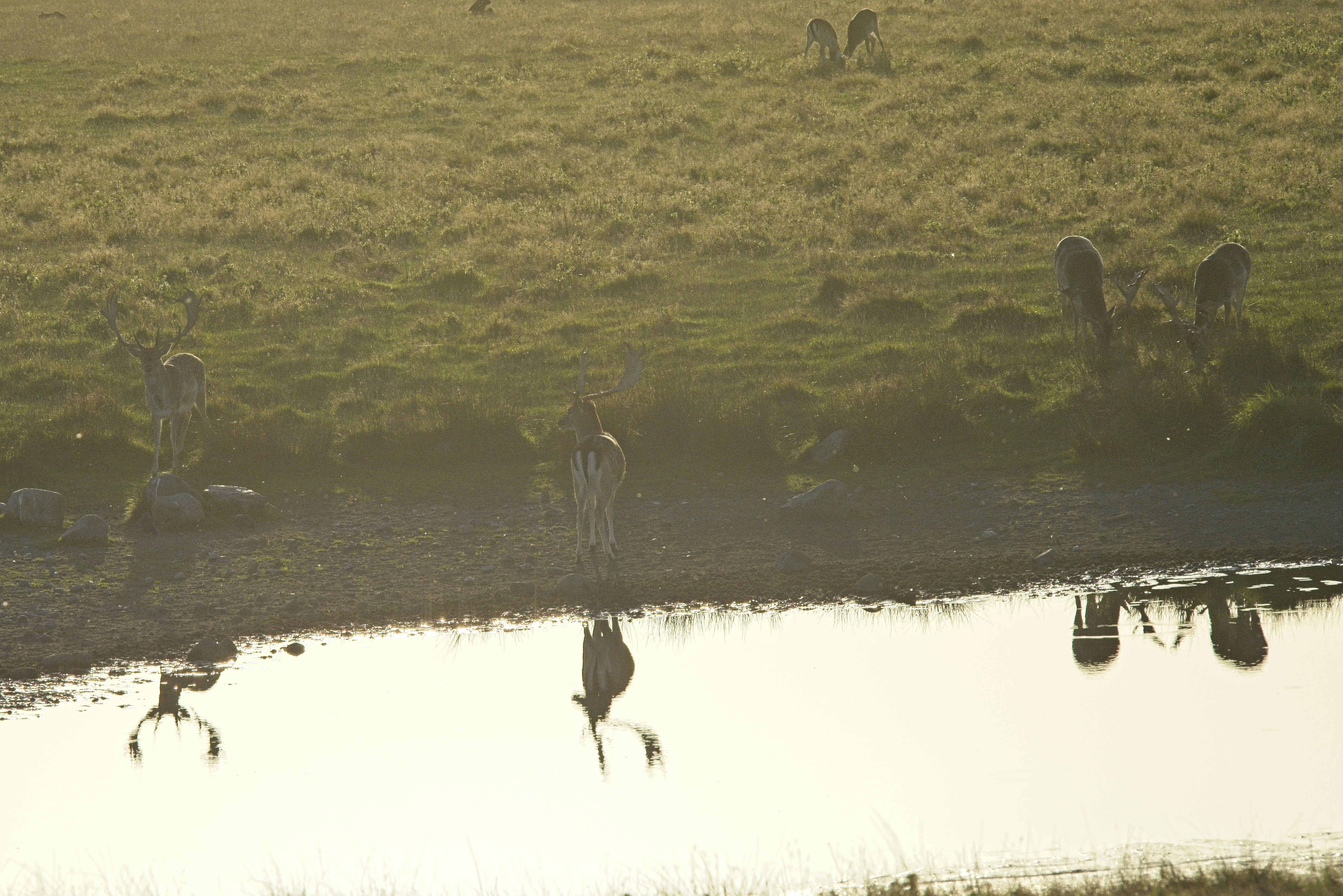 Silhouette of Wading Birds at Dusk by the Waterline