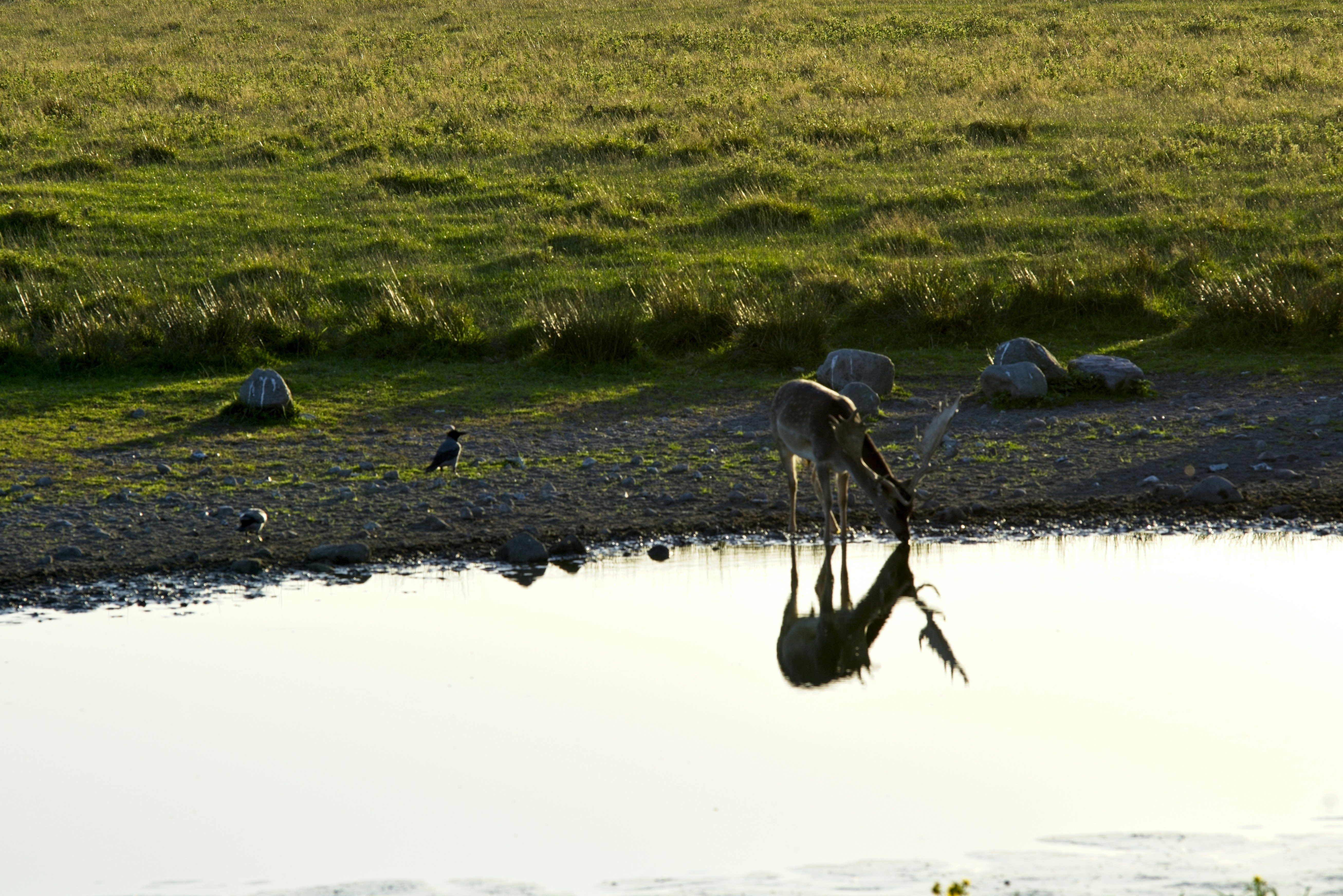 Reflected Crane at the Quiet Waterline