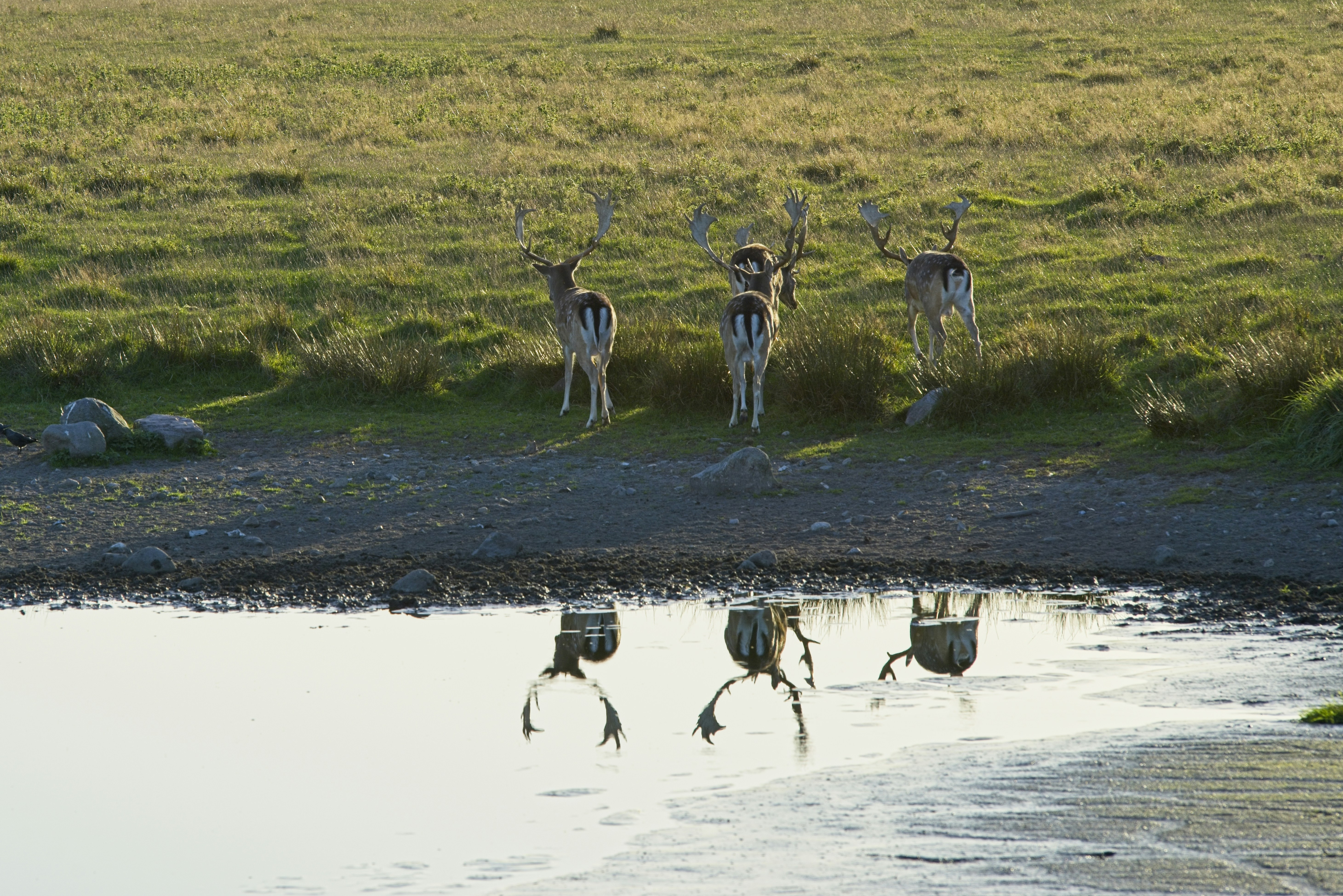 Antelope Silhouette by Waterline