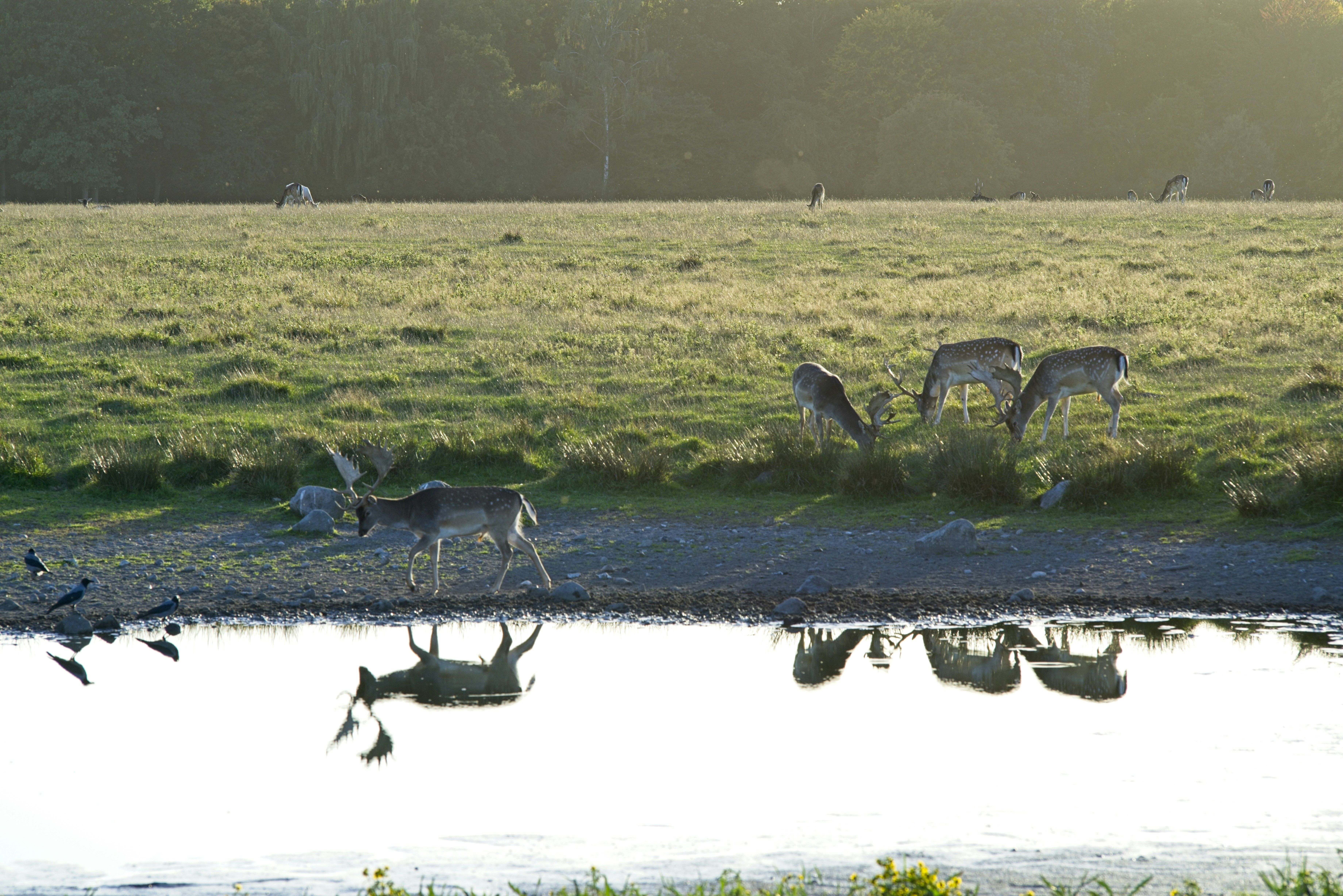 A warm late afternoon in September settles over Dyrehaven as fallow deer gather around a shallow waterhole. In the foreground, a buck strolls along the muddy shore, his antlers mirrored in the bright, still water, while a few hooded crows wait nearby at the water's edge. Beyond him, three bucks graze and gently spar on the green slope. Farther back, more deer dot the open meadow beneath a hazy, sunlit forest. The layered scene captures the calm, everyday rhythm of life in the historic royal deer park north of Copenhagen.