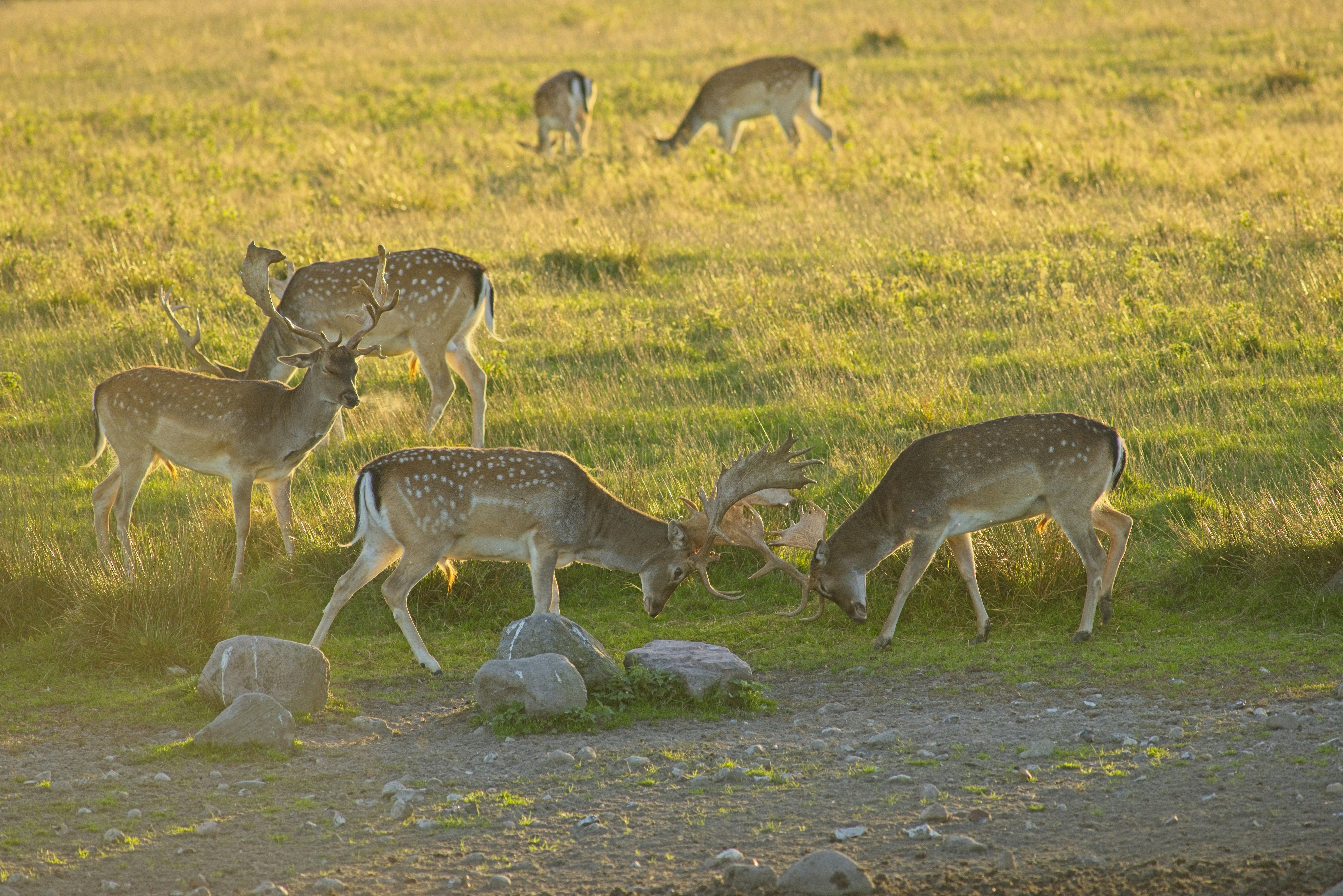 Grazing Flock at Golden Hour