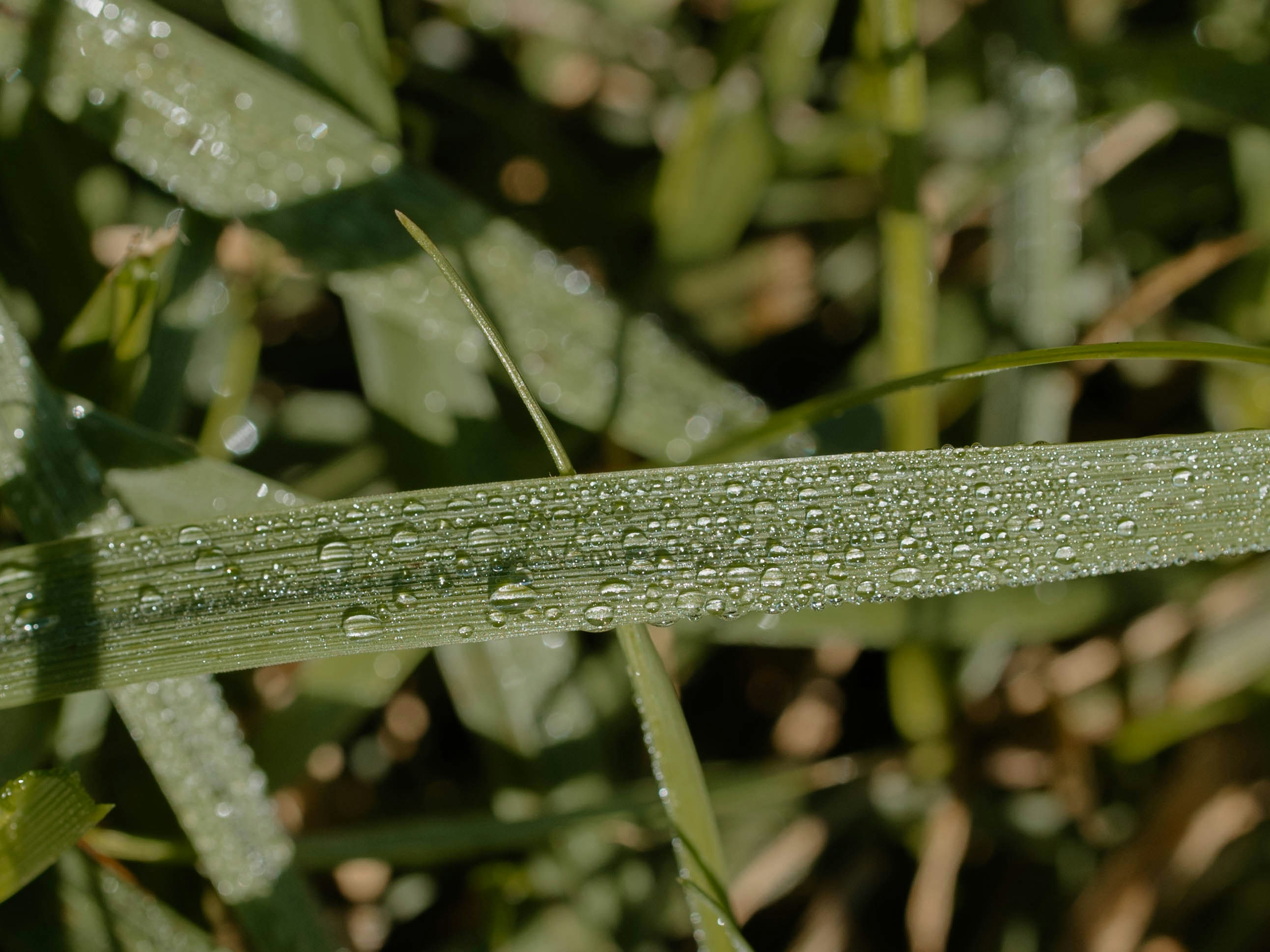 Dew-kissed blade resting among a emerald blurred backdrop