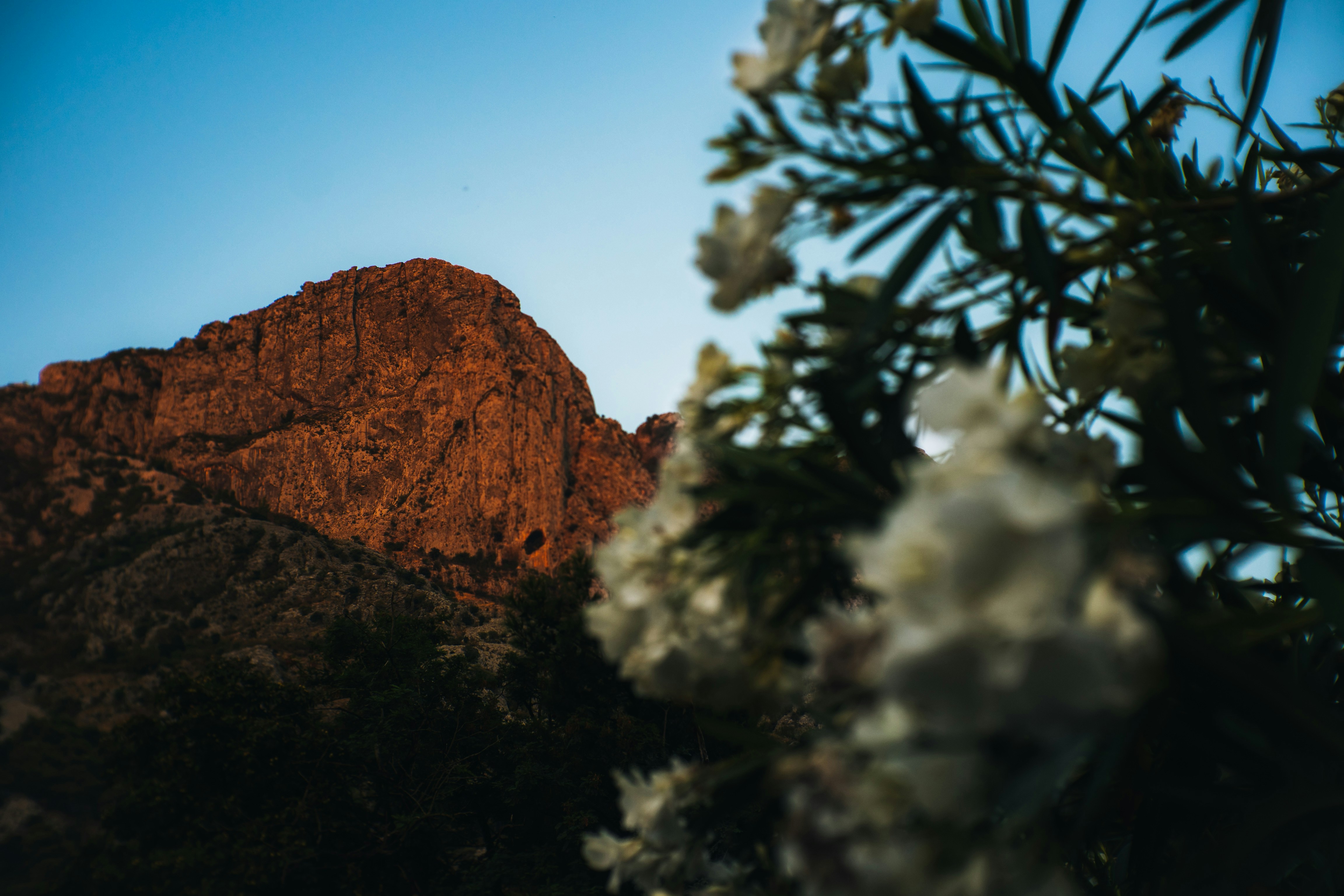 Sunlit Peak Framed by Quiet White Blossoms