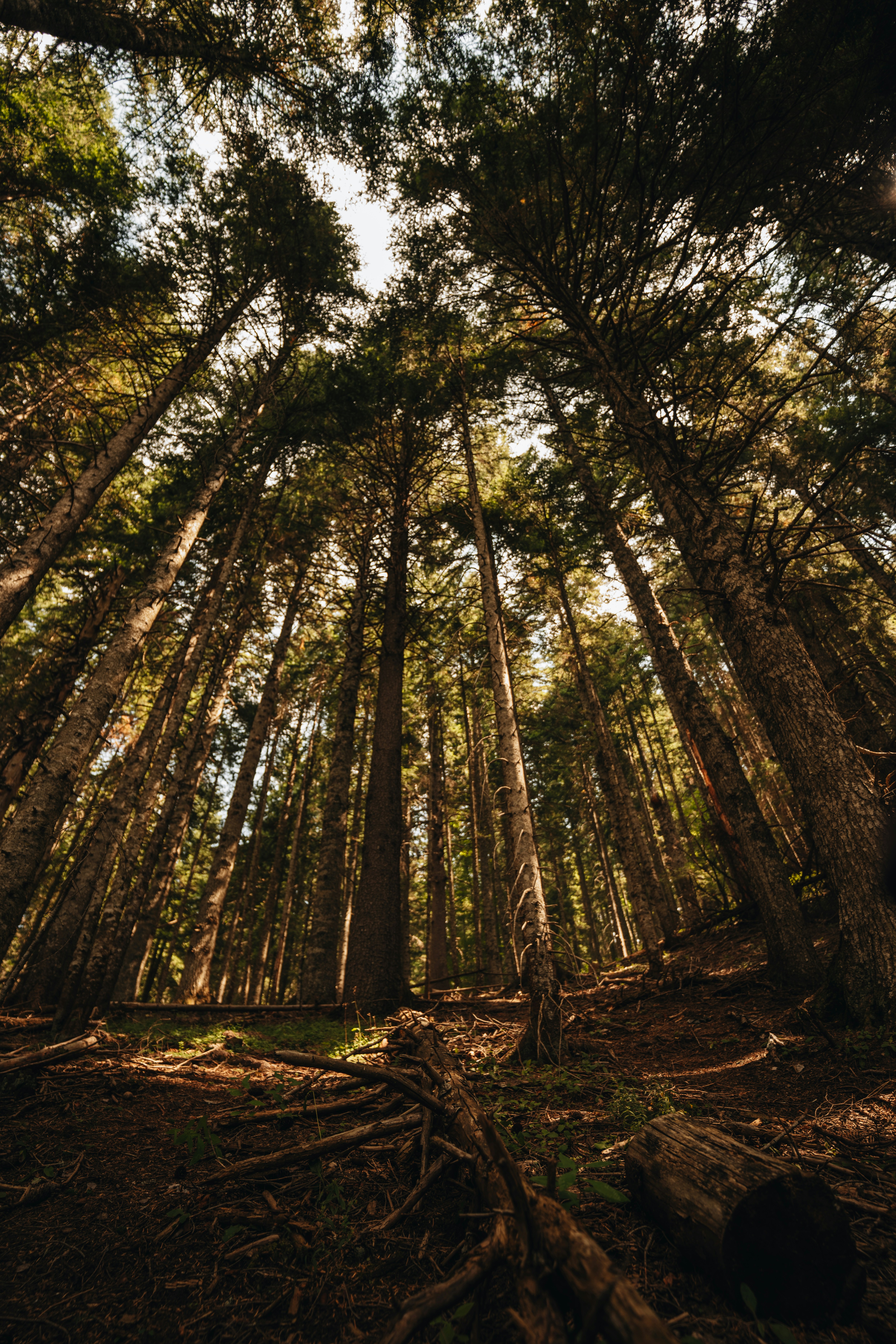 Towering Pines: A Tunnel of Light in the Forest Canopy