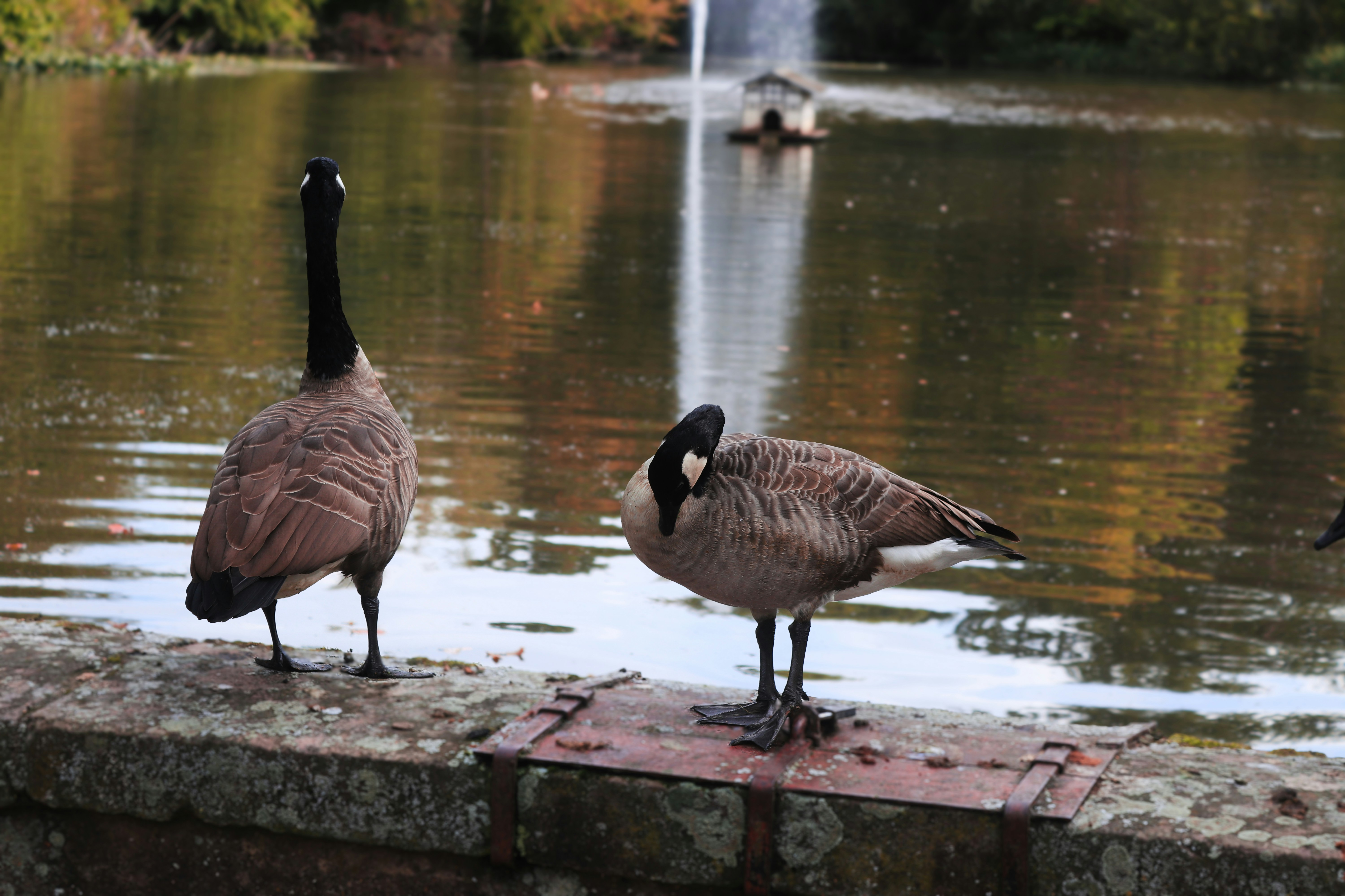 Two geese stand on a stone ledge beside a pond, with a water fountain and distant blurred background, capturing a quiet moment by the water.