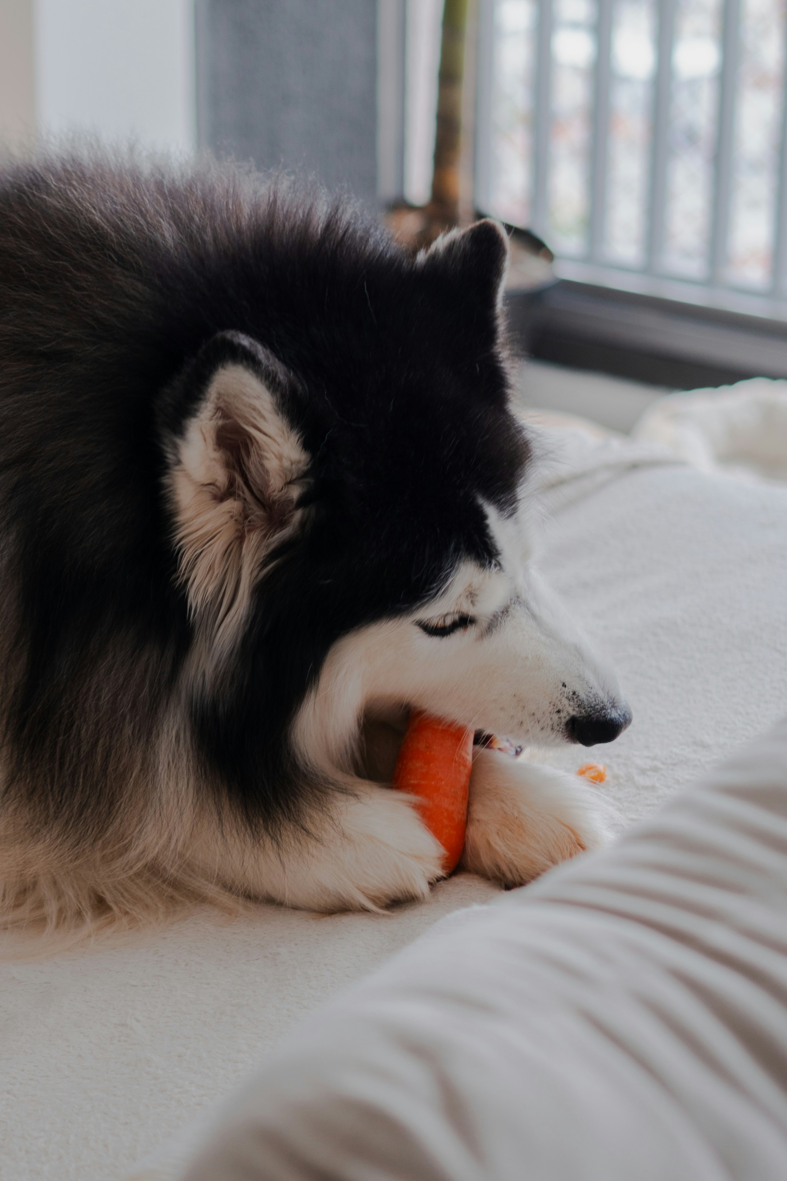 Black-and-white Husky Puppy with Orange Chew on Soft Bed
