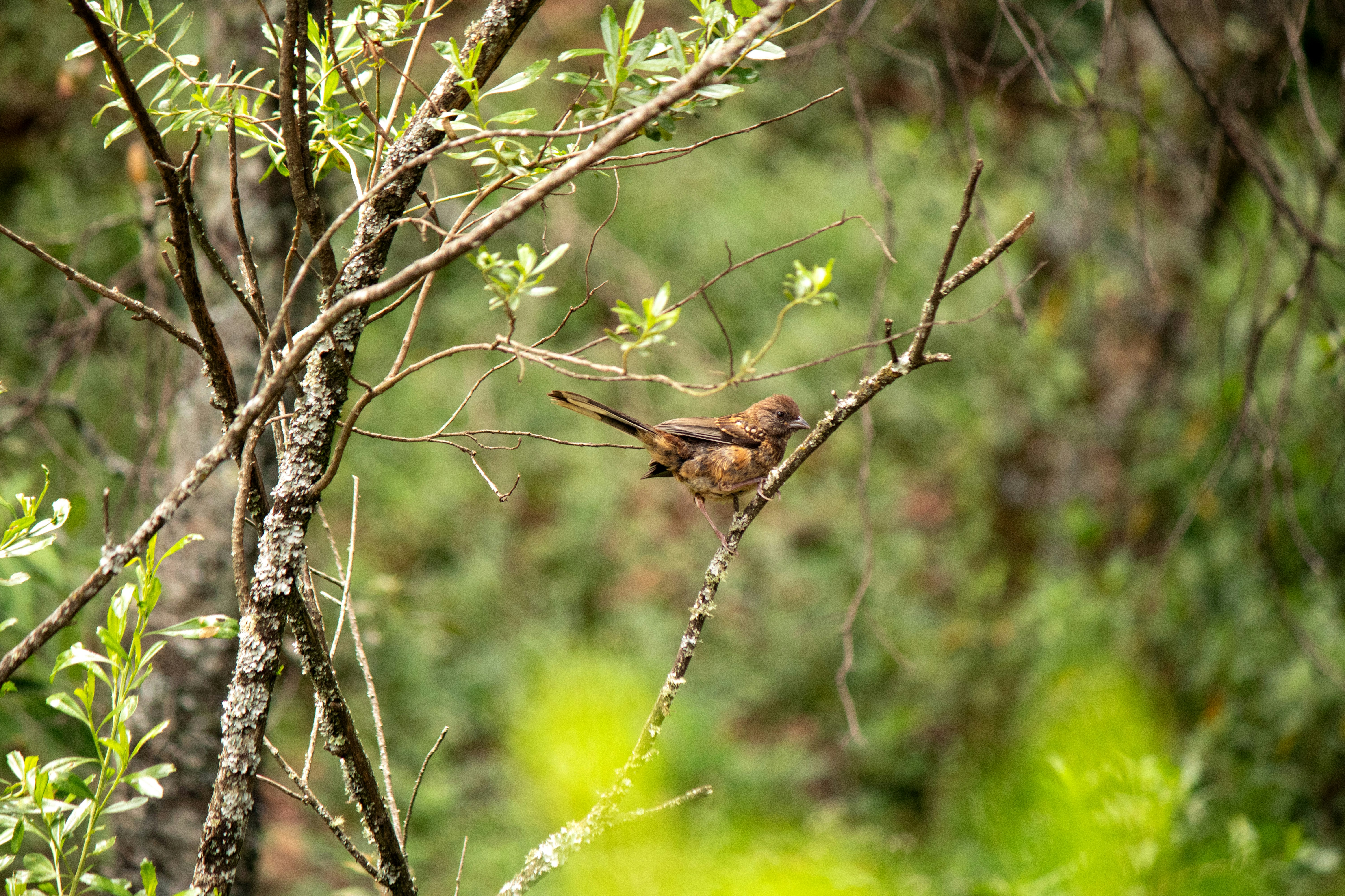 Brown bird perched on a delicate branch amid spring greenery