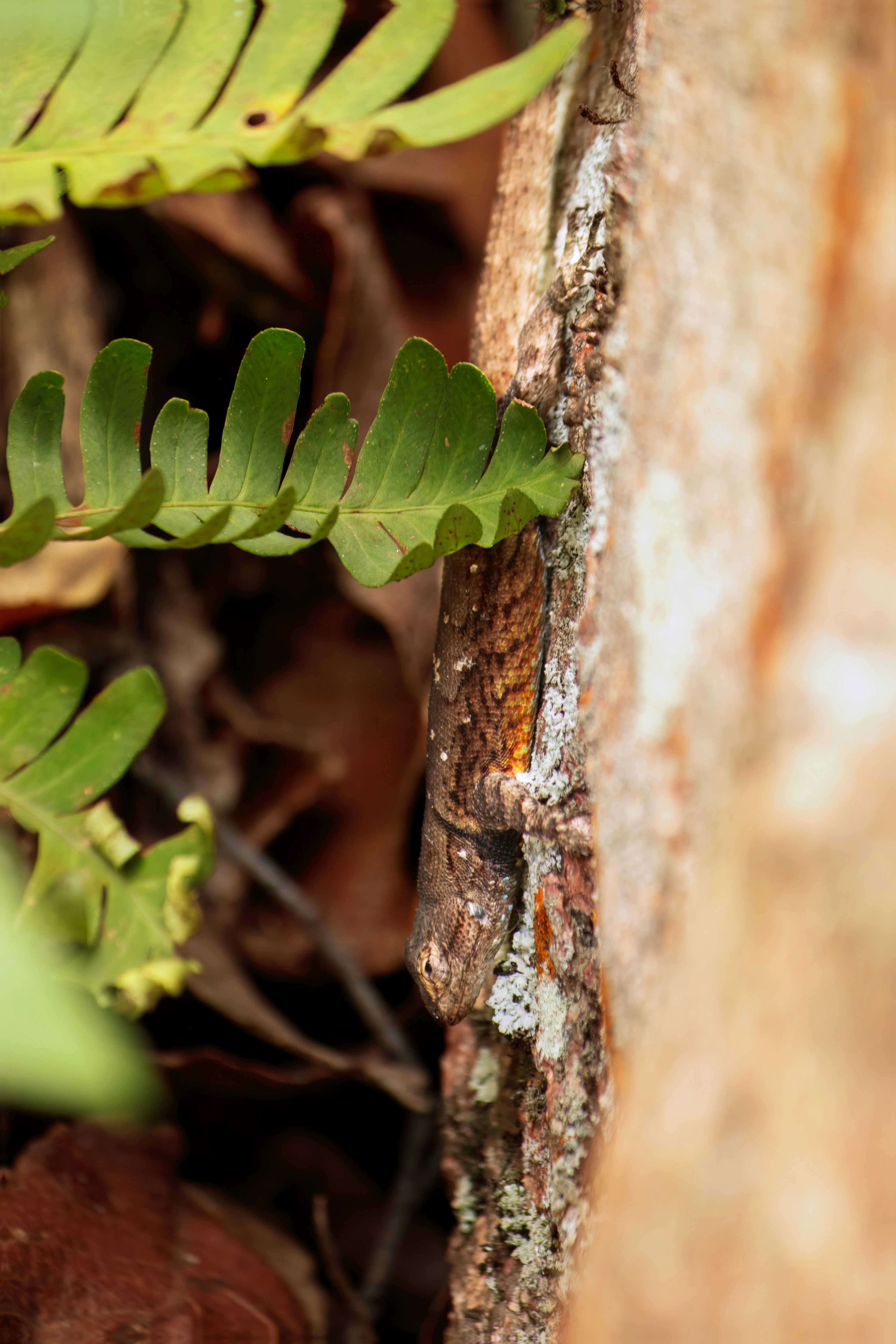 Moss and bark Close-Up: Fern Fronds Clinging to Tree