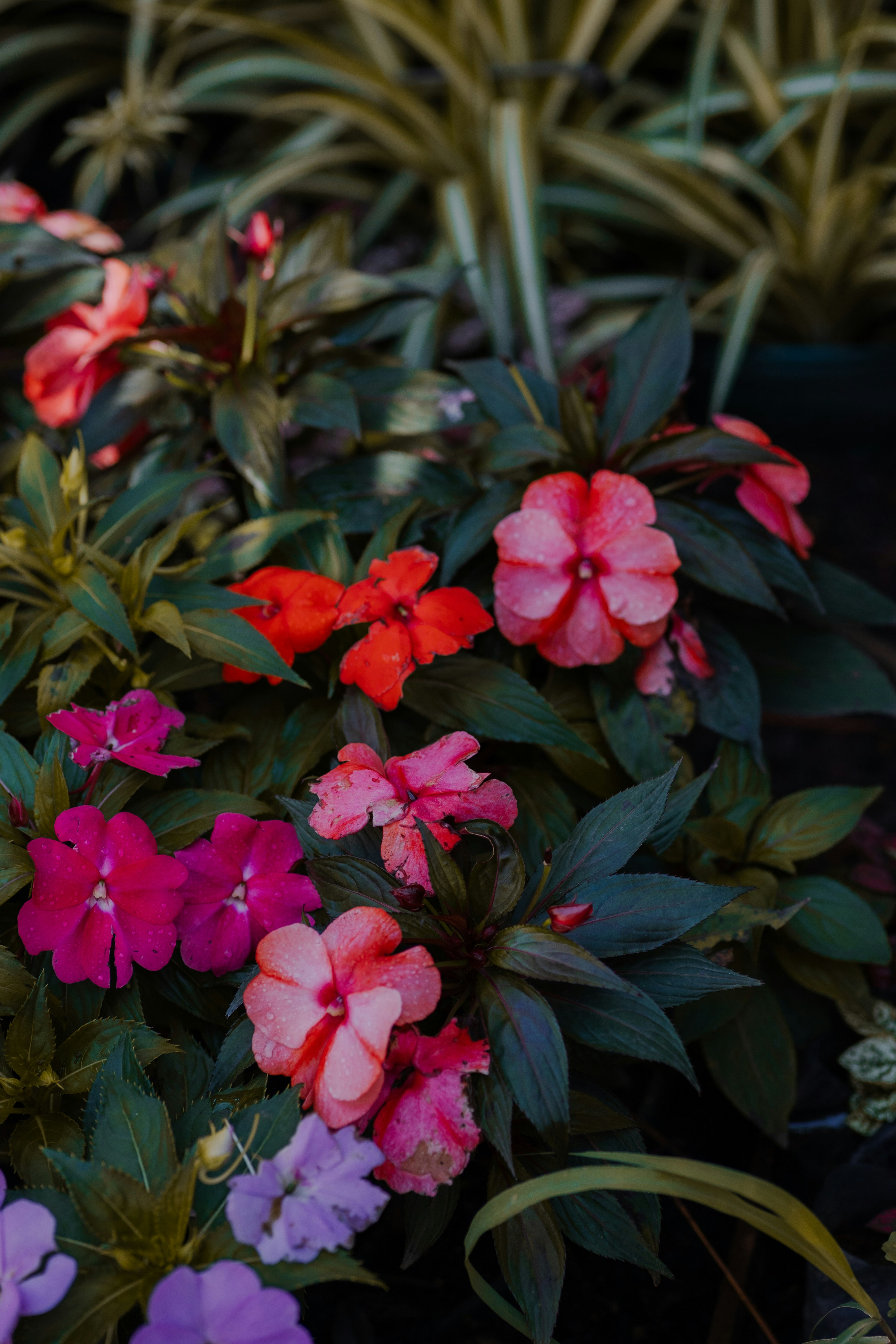 Petaled Fireworks: A Quiet Bed of Colorful Impatiens