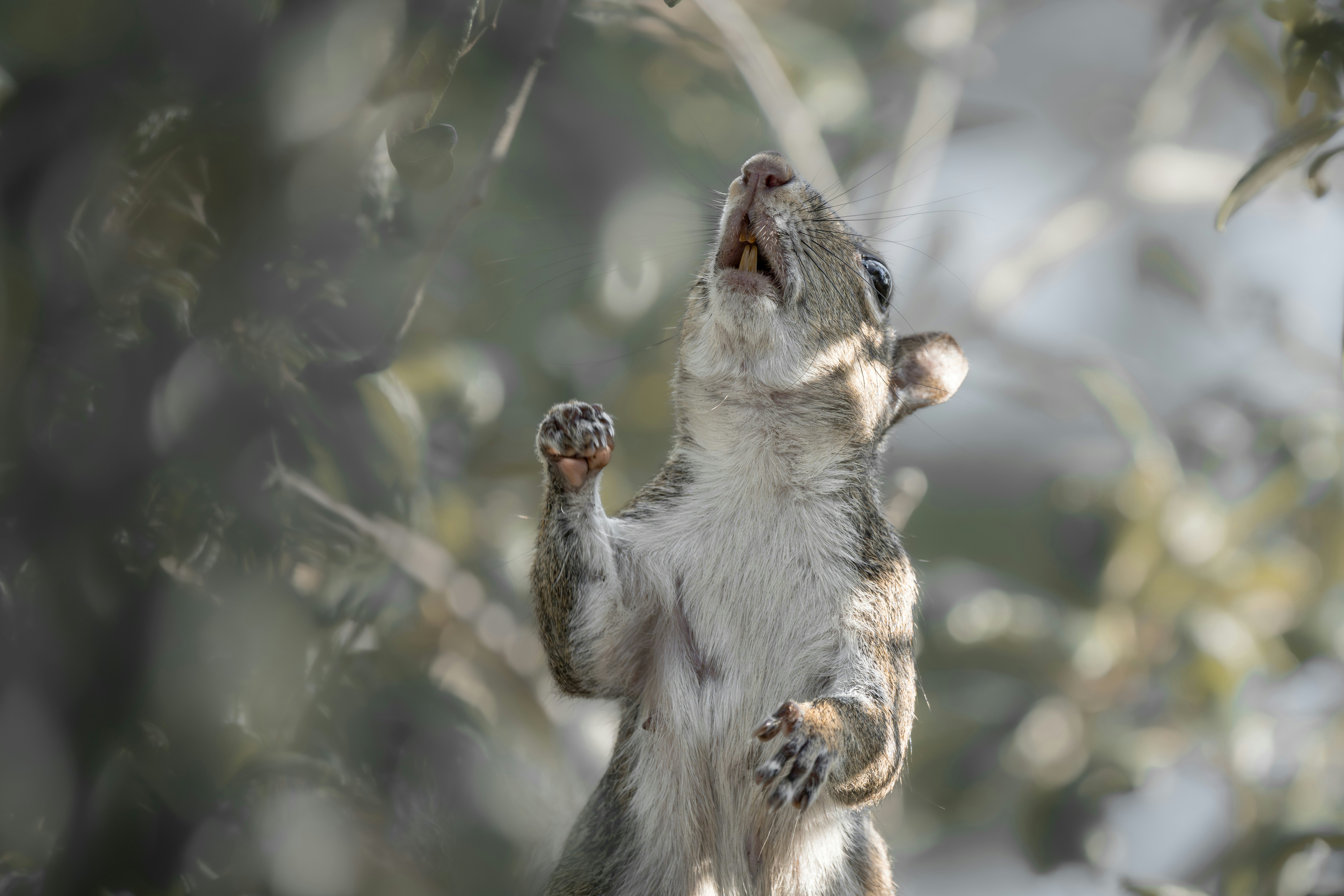 Midair Squeak: A Squirrel Reaches for the Sky