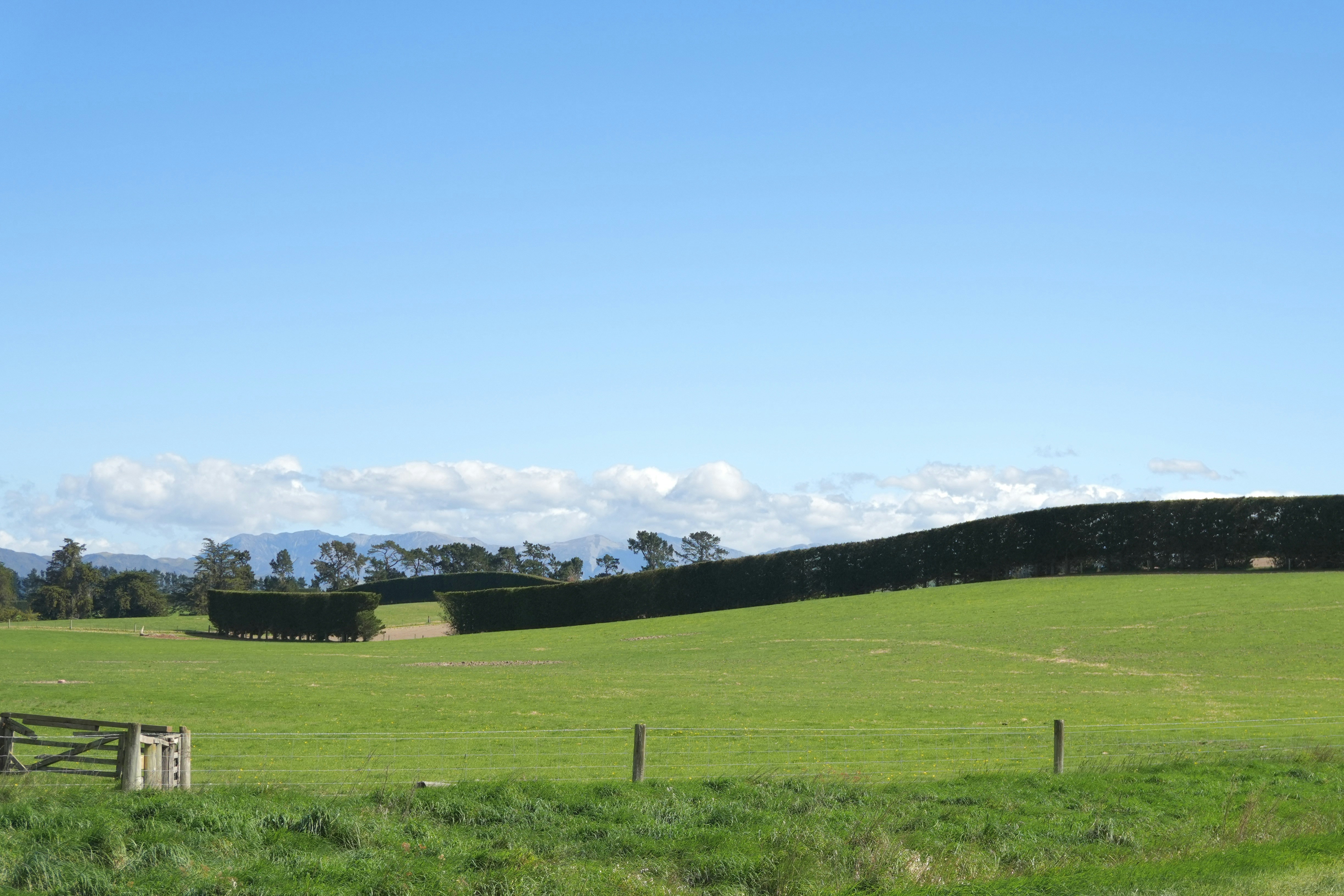 Horizon of Green: A Quiet Pastoral Vista Under Bright Sky
