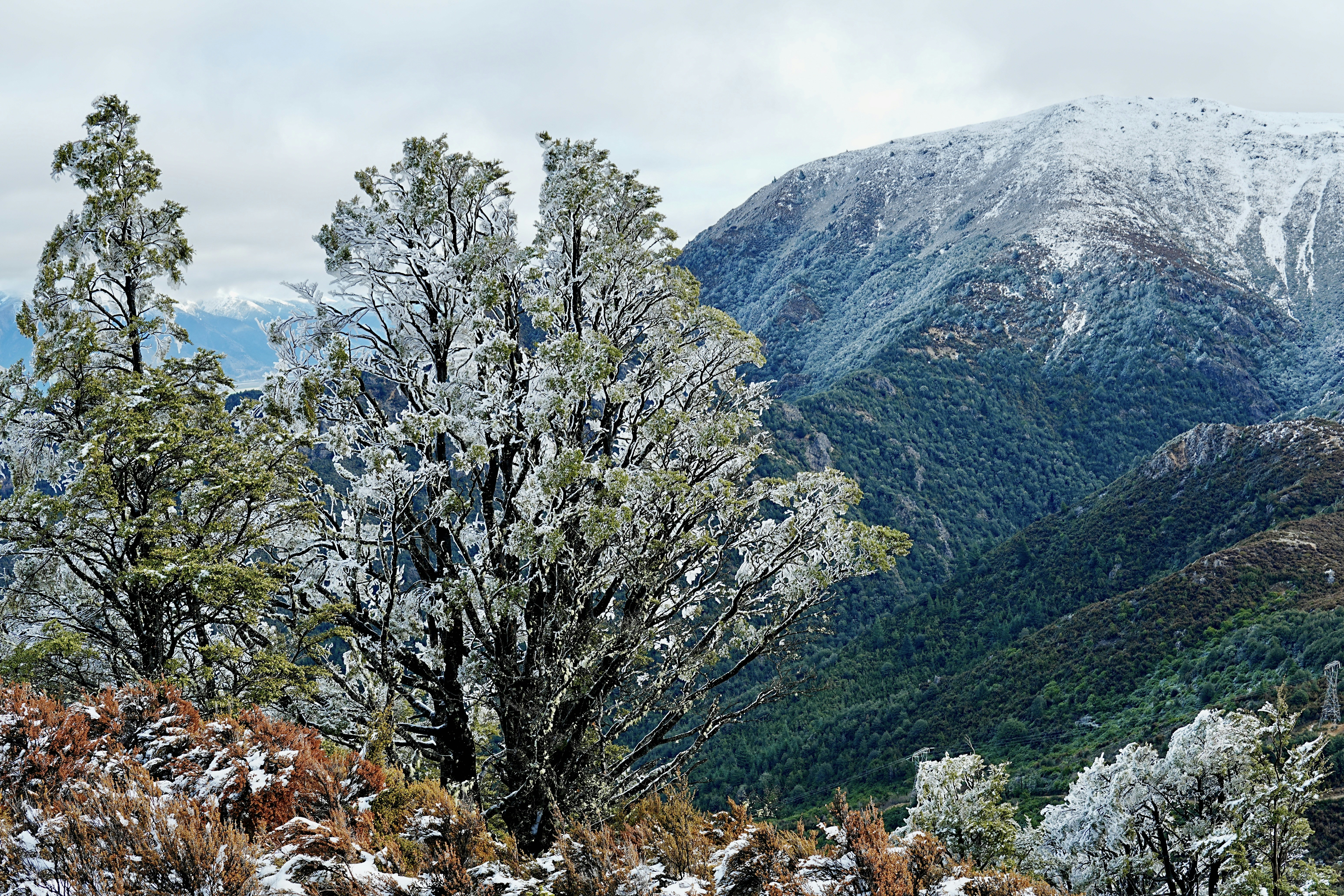 Snow-kissed pine and blossoming cliffside against Alpine backdrop