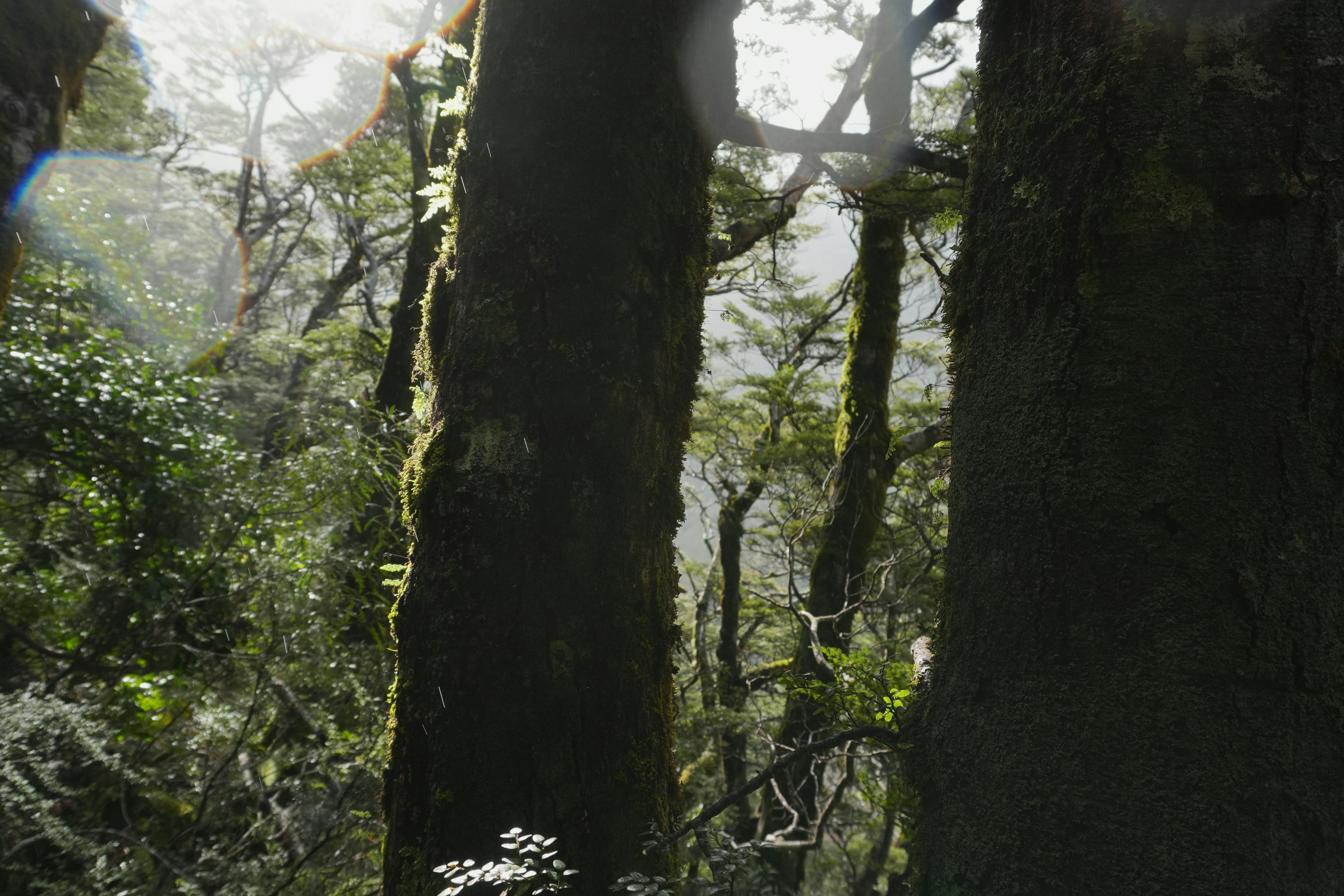 Sunlit Trunked Cathedral: Quiet Forest Gloomlit by Morning Rays