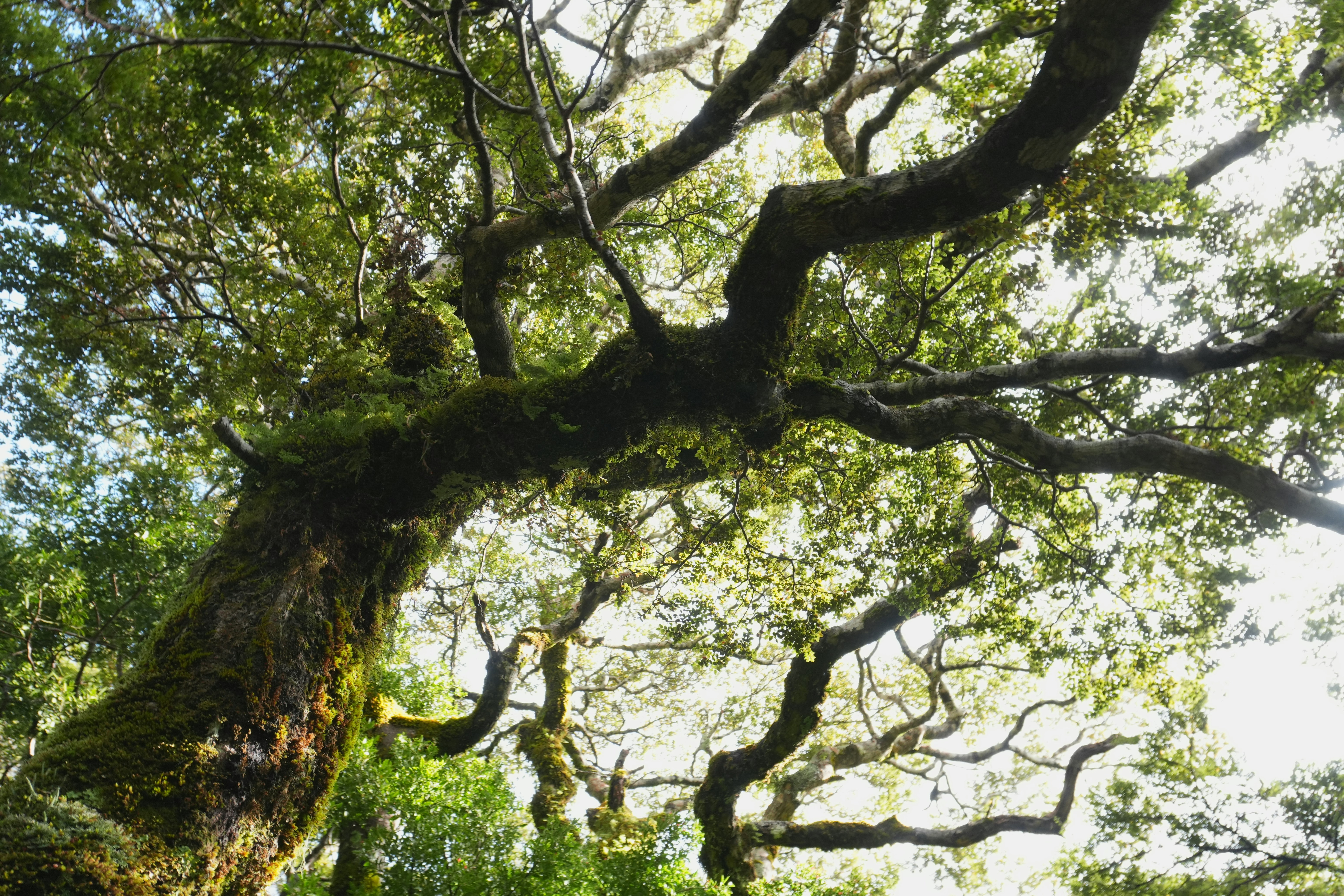 A canopy of twisting limbs and sunlit leaves