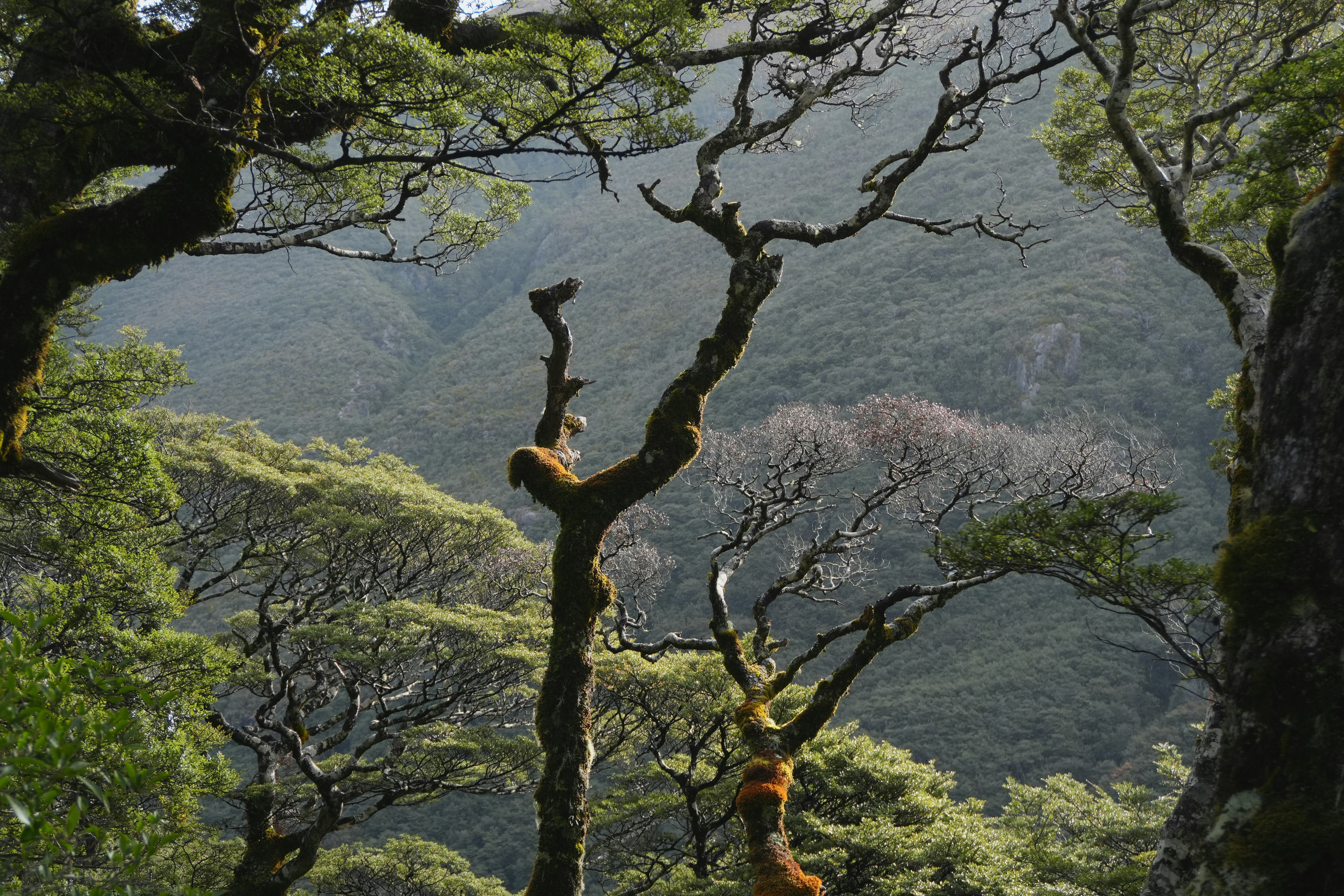 Twisted Arboreal Dancers Against a Verdant Canyon