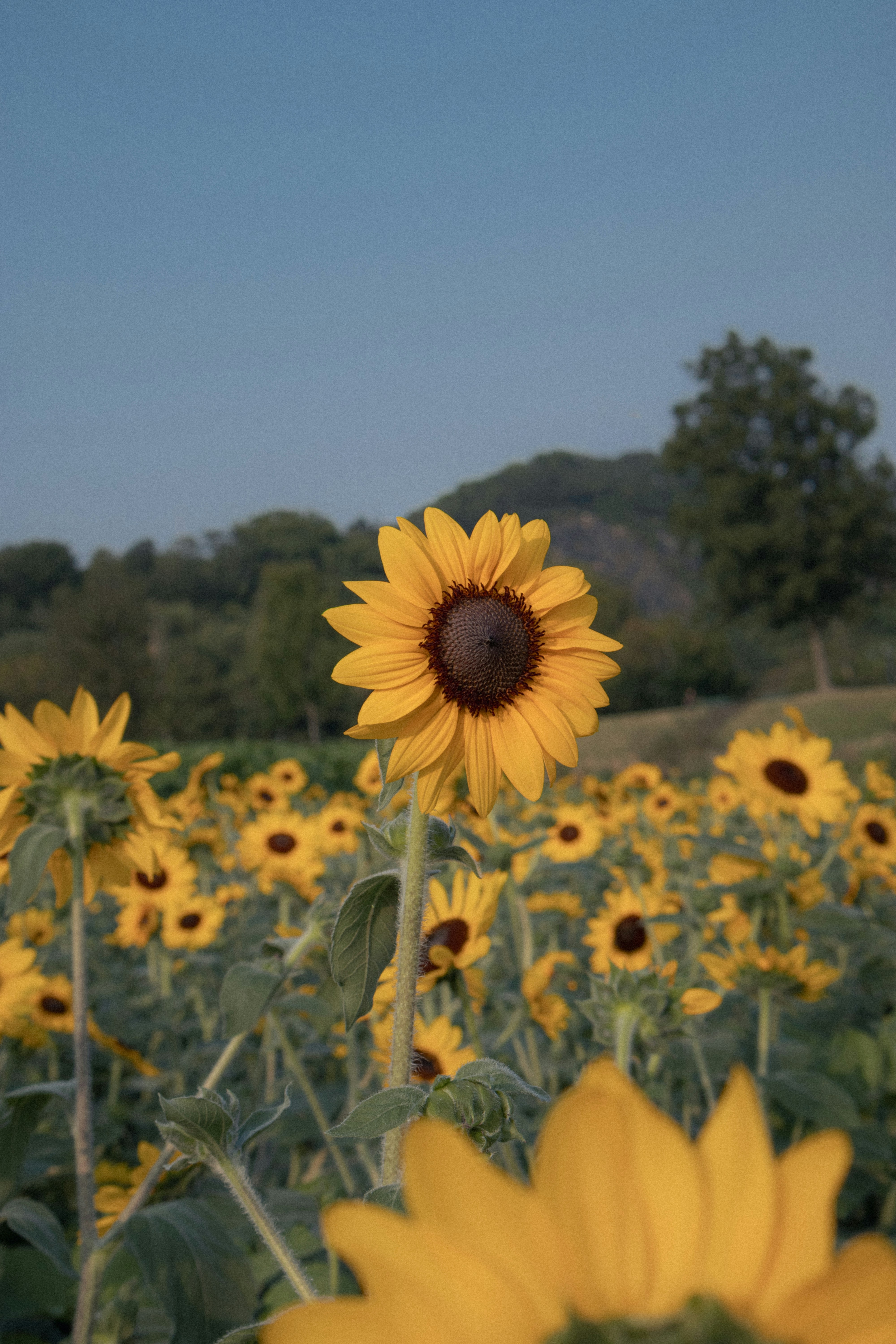 Bright sunflower with dark center stands in a field of blossoms under a clear sky; background shows rolling hills and distant trees. This is a natural photograph of a flower field.