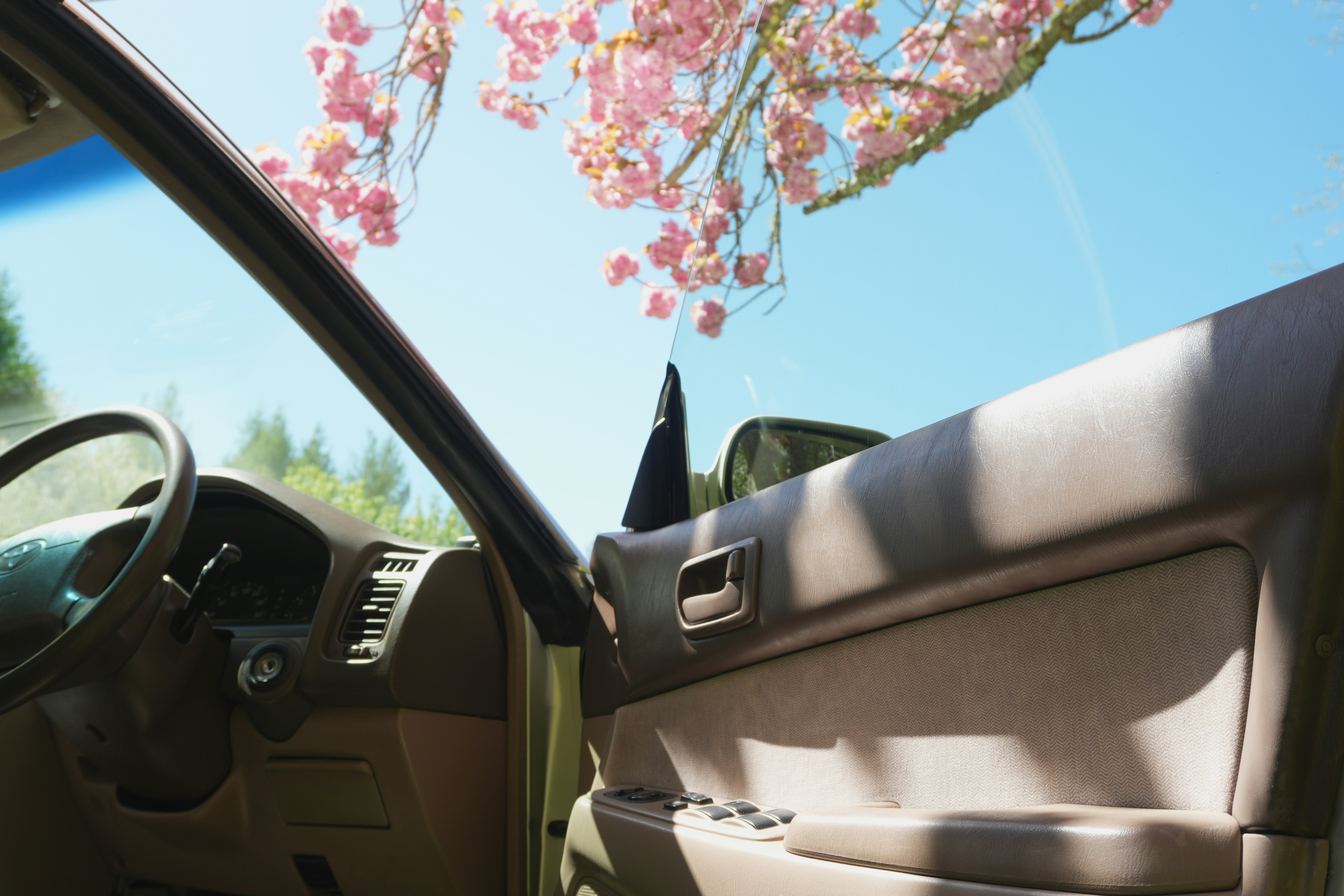 Open Road, Open Door: Cherry Blossoms Peeking Through the Car Window