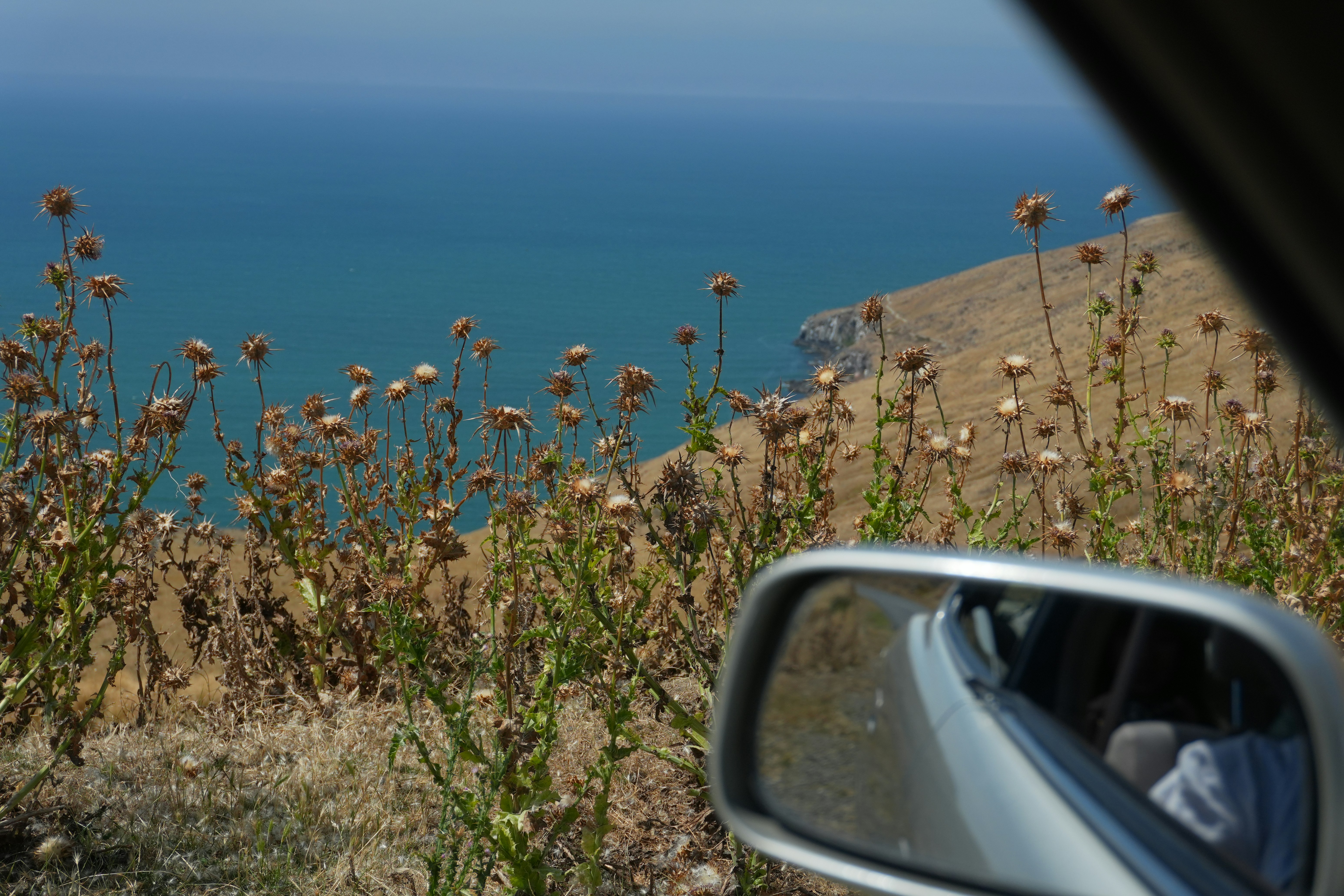 Coastal Drive: Wildflowers Framing a Sea View Reflections in a Car Mirror