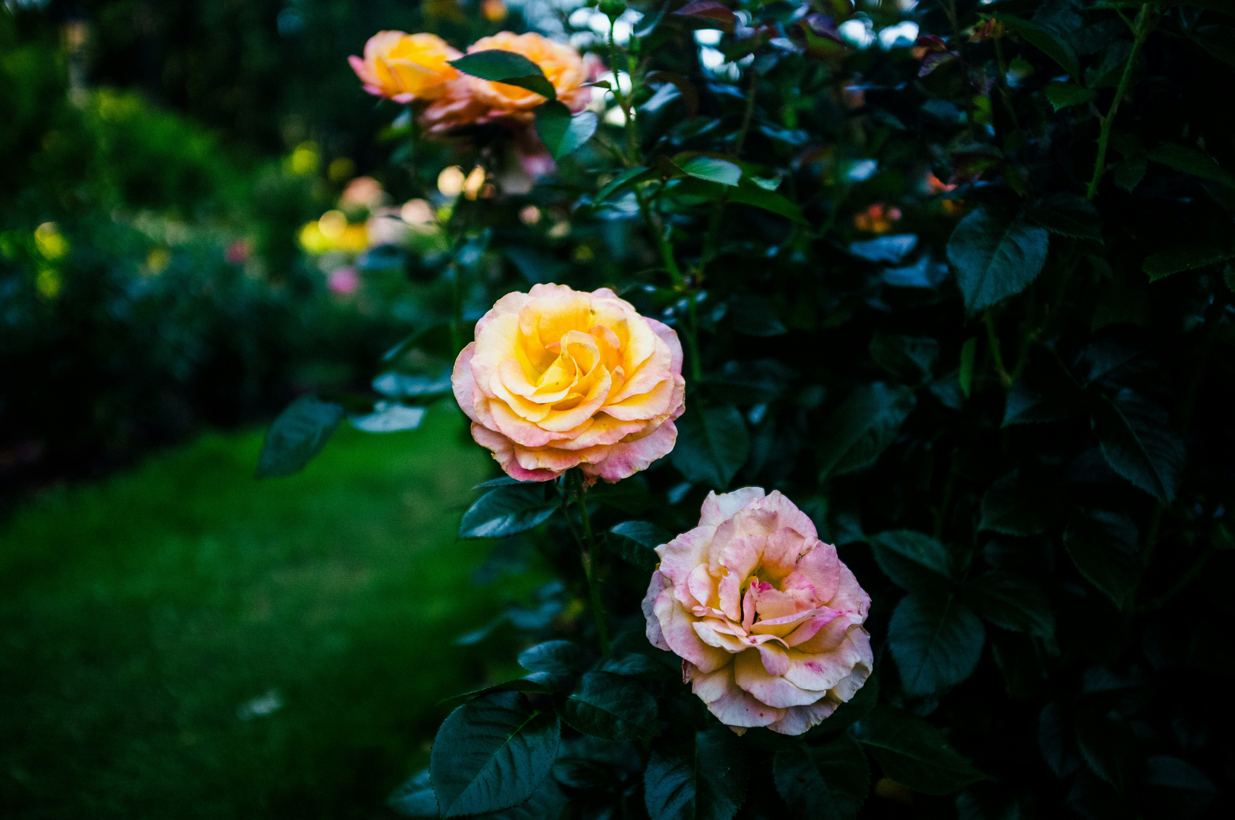 Petal Cathedral: A Soft-Hued Rose in a Shadowed Garden
