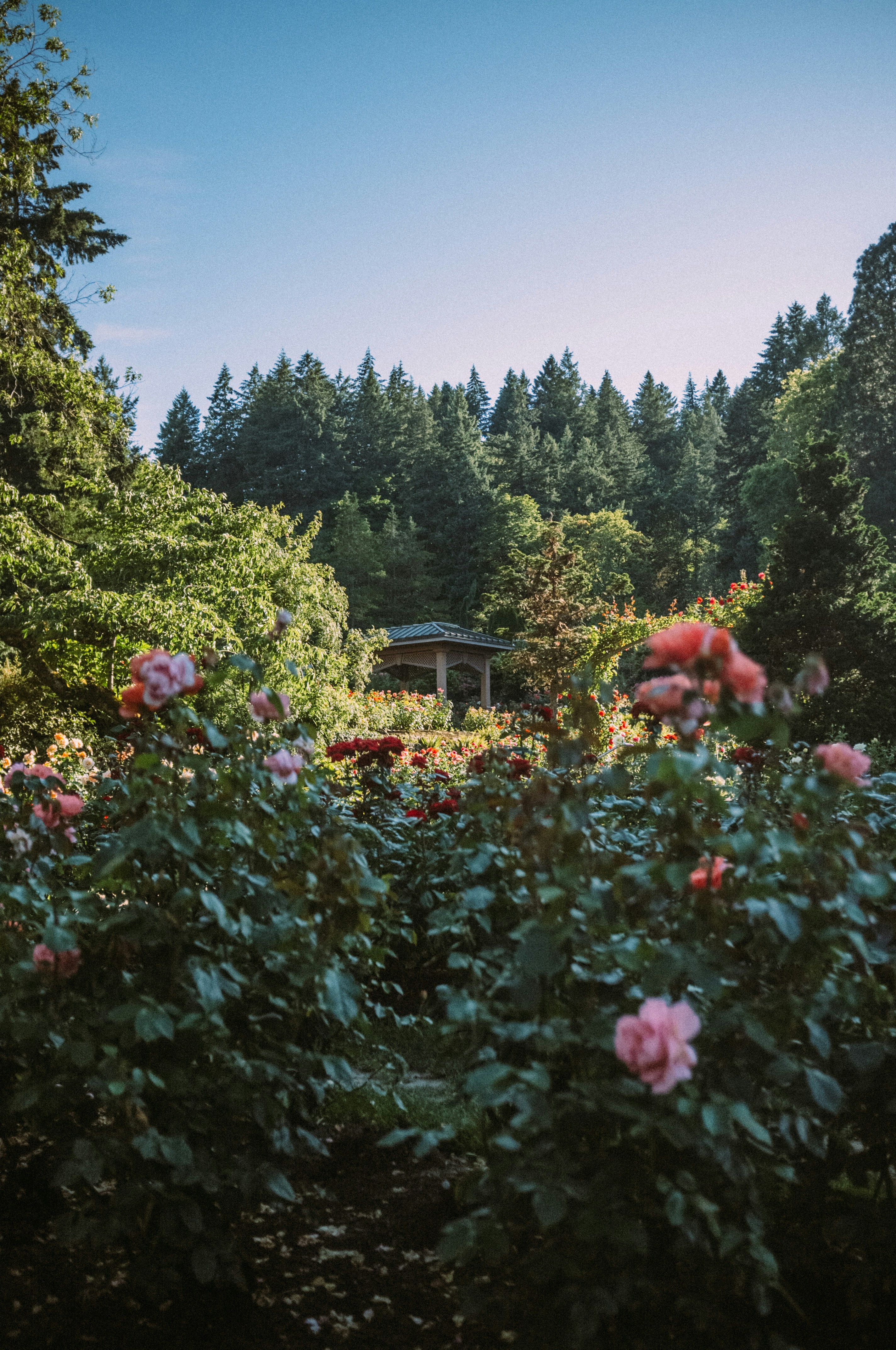 Rose Garden Serenade at the Edge of the Pines