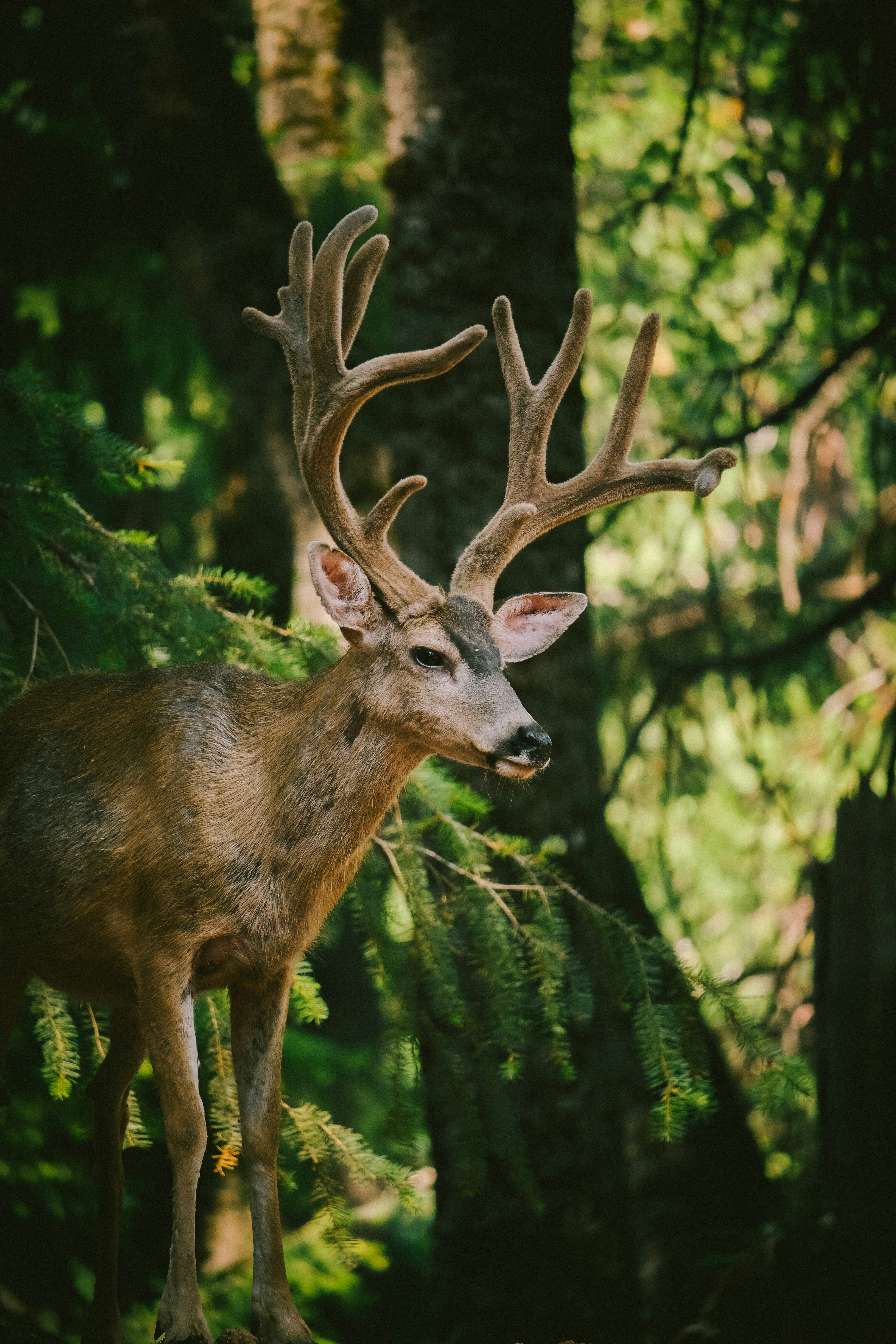 Majestic Velvet Stag Pausing in Sunlit Forest
