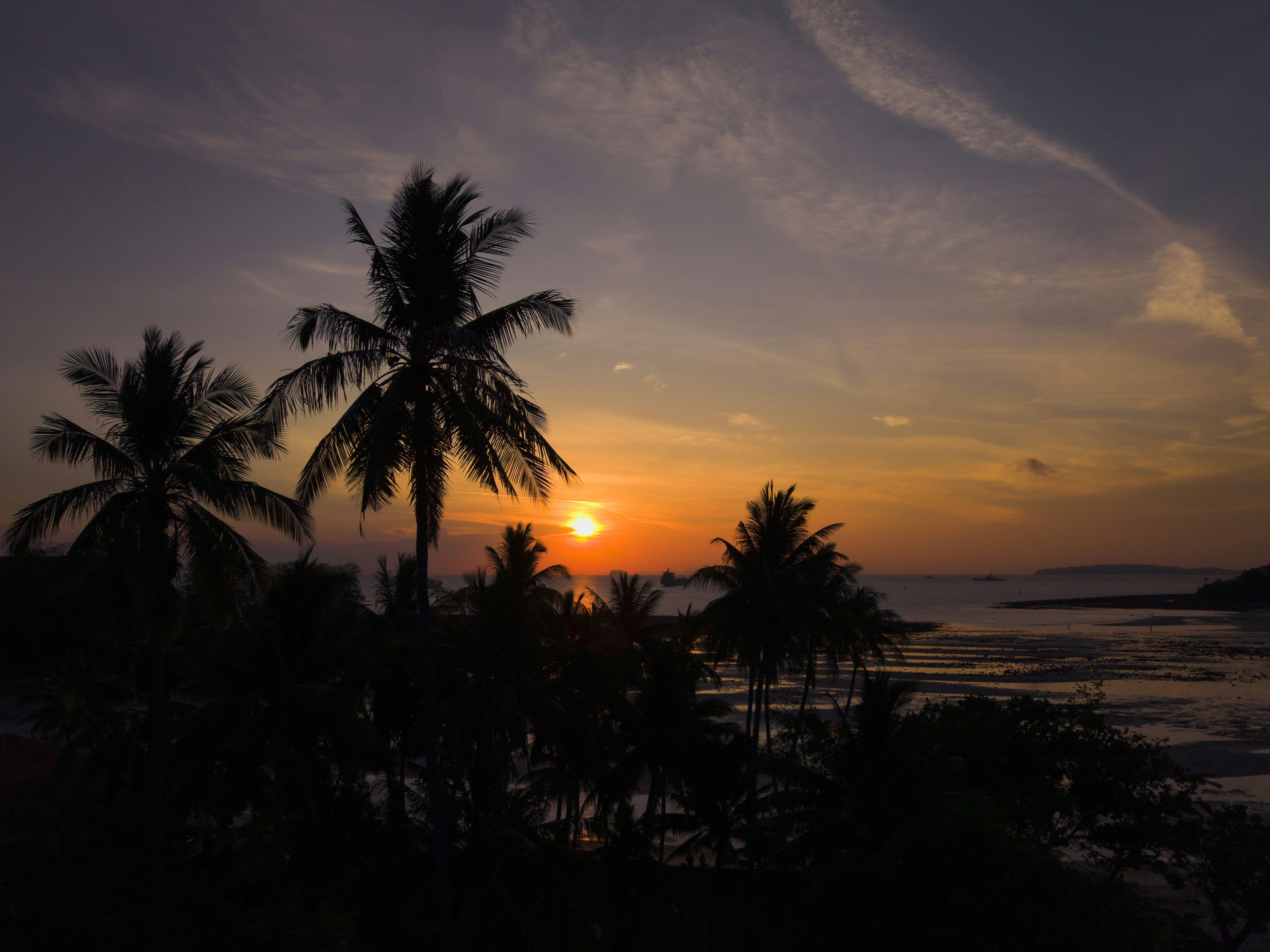 Sunset Over Silhouetted Palms: Coastal Quiet