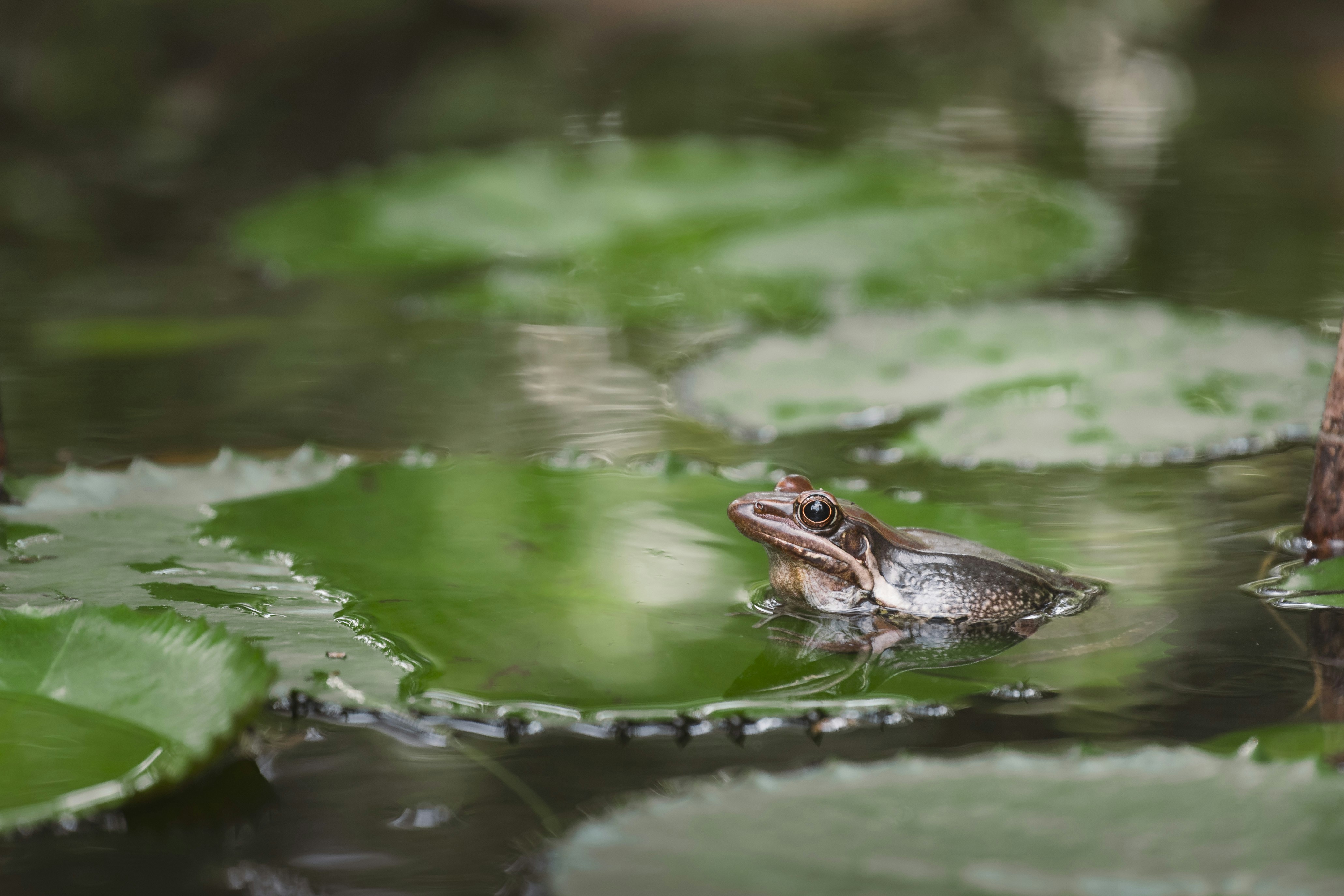 Emerald Pond Gatekeeper: A Frog Among Lily Pleats