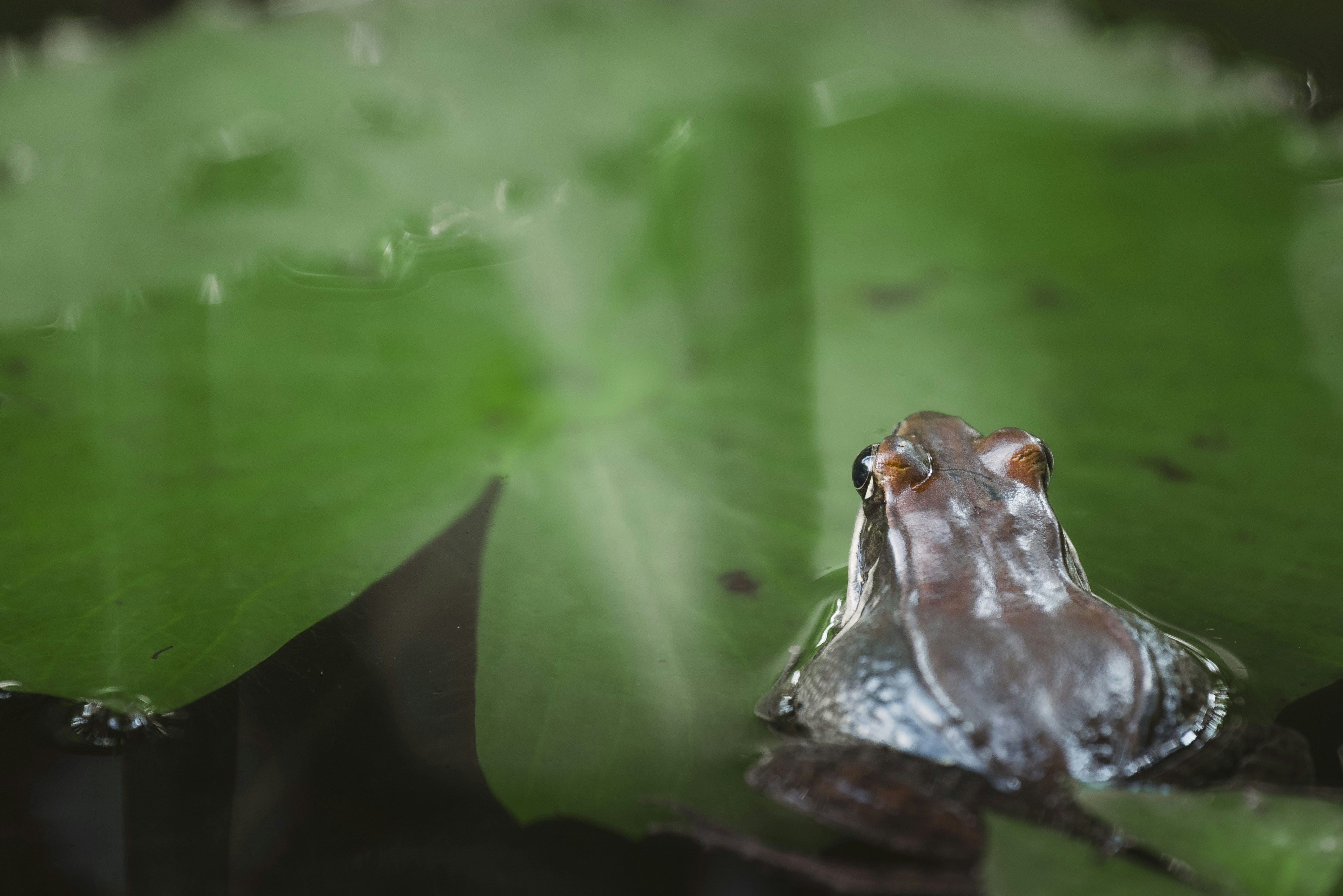 Close-up of pond frog beside a water lily