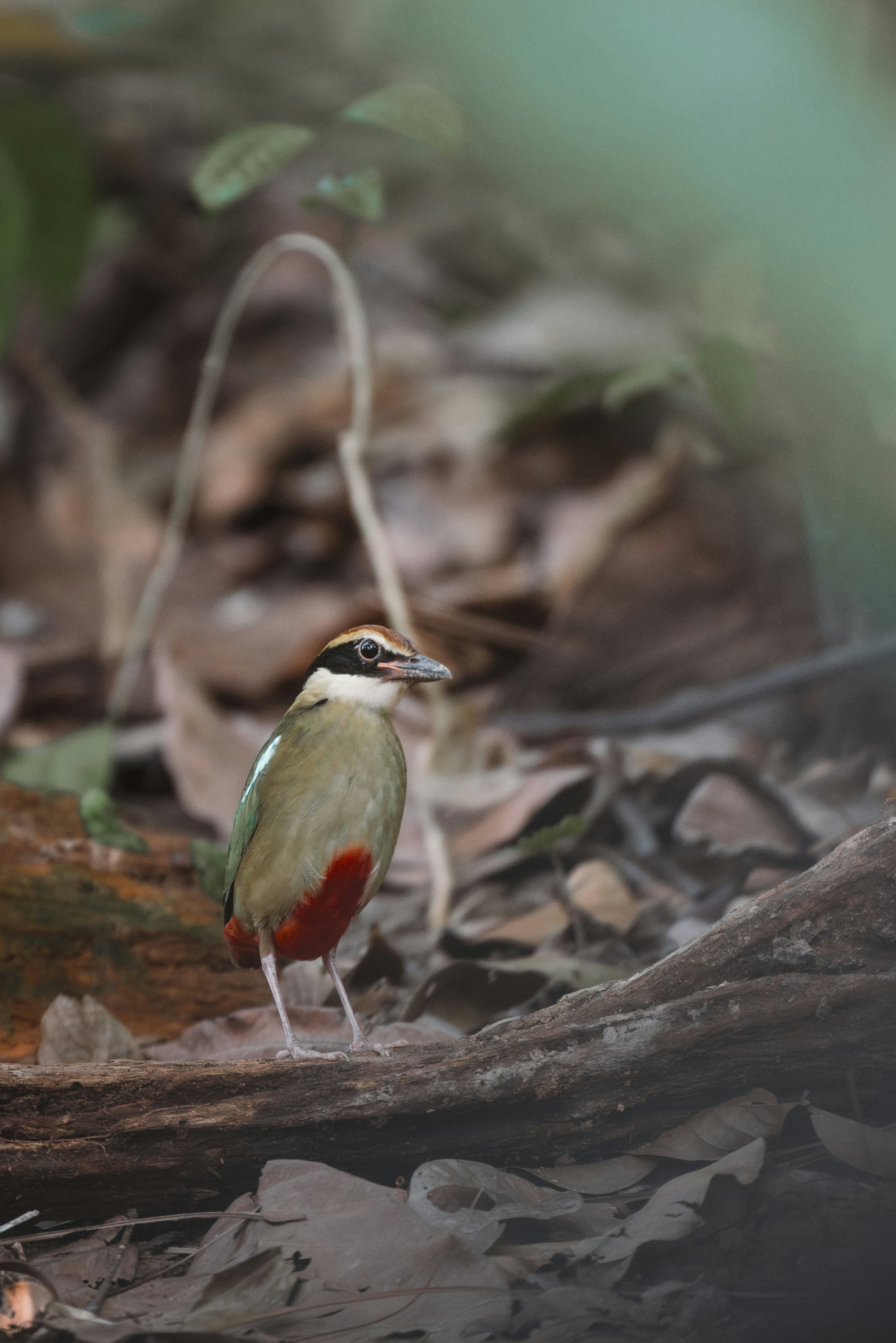 Vibrant pitta standing on log in leaf-strewn jungle