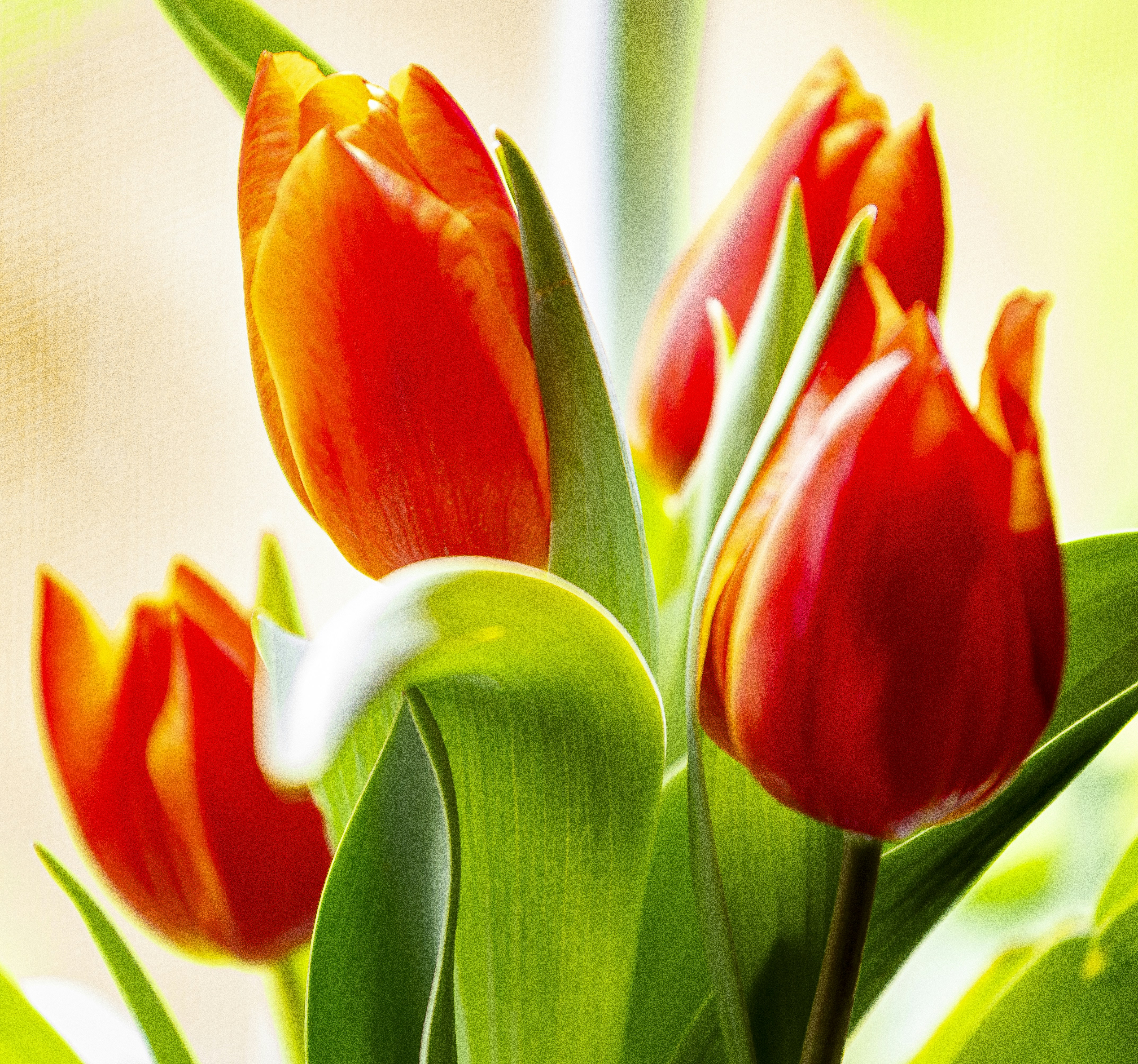Ember Bloom: Close‑Up Tulip Flame Framed by Bright Foliage