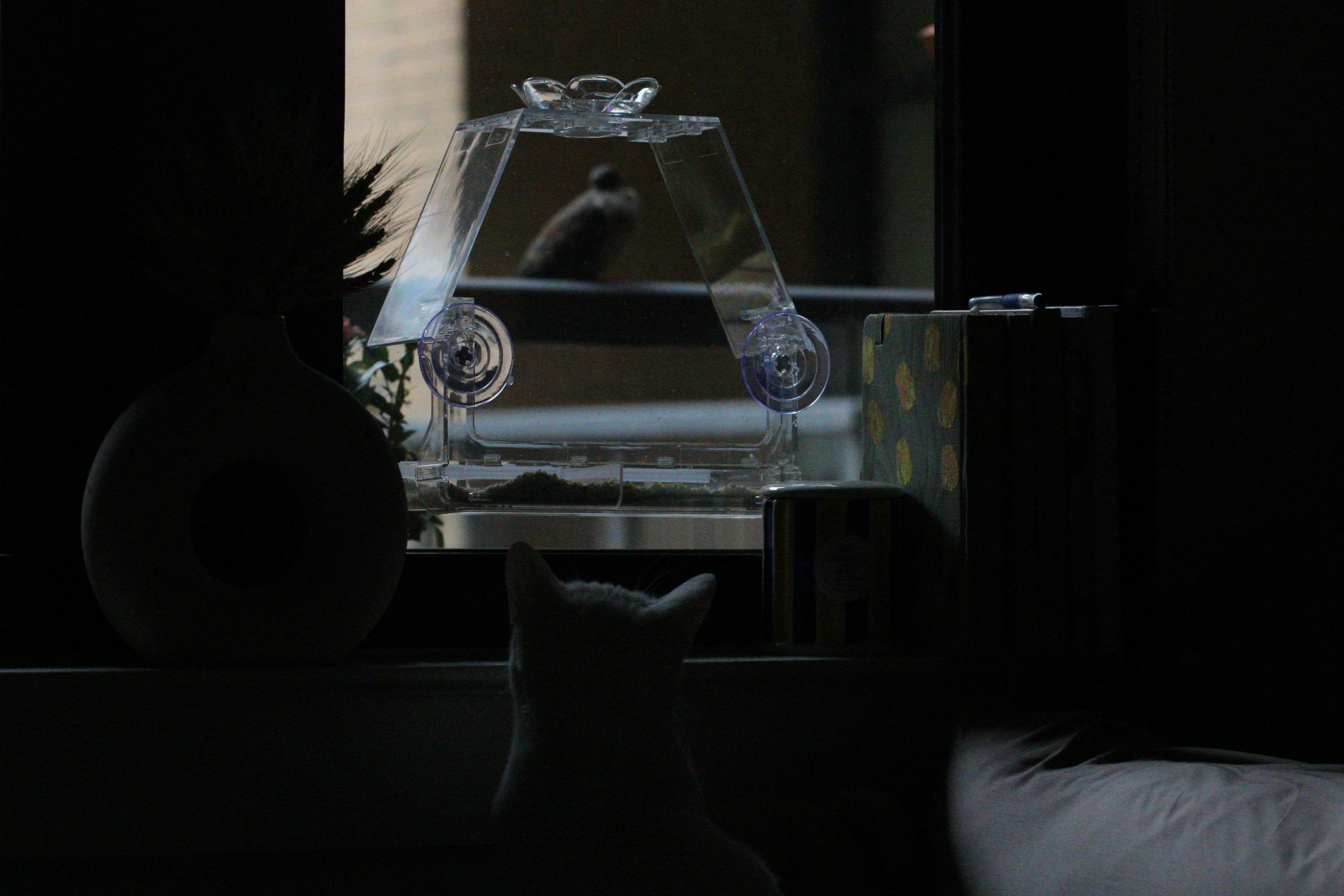 Silhouette at the Window: A Cat Gazes Toward a Glass Toy