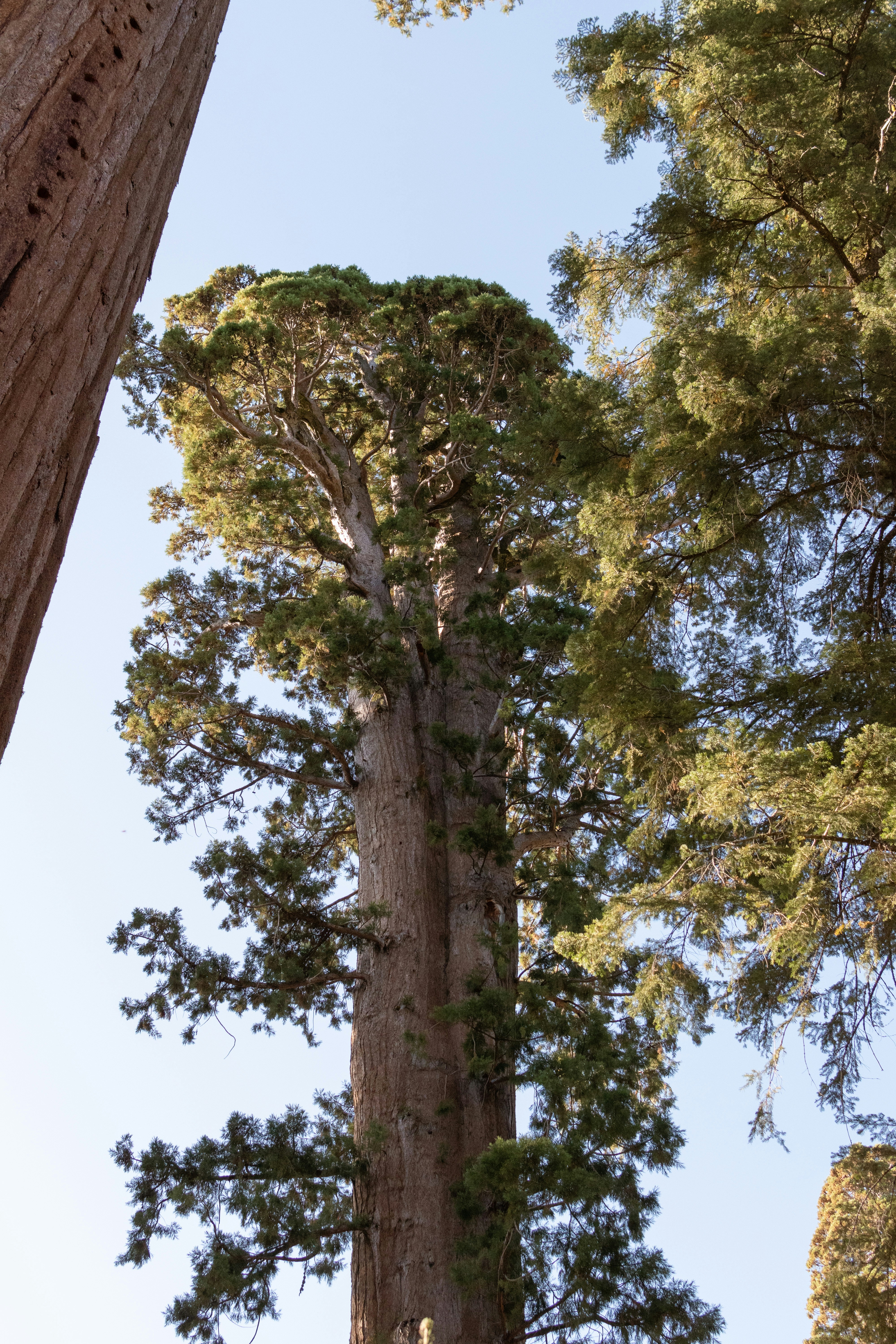 Skyward Giants: A Redwood Cathedral Reaching Toward Light