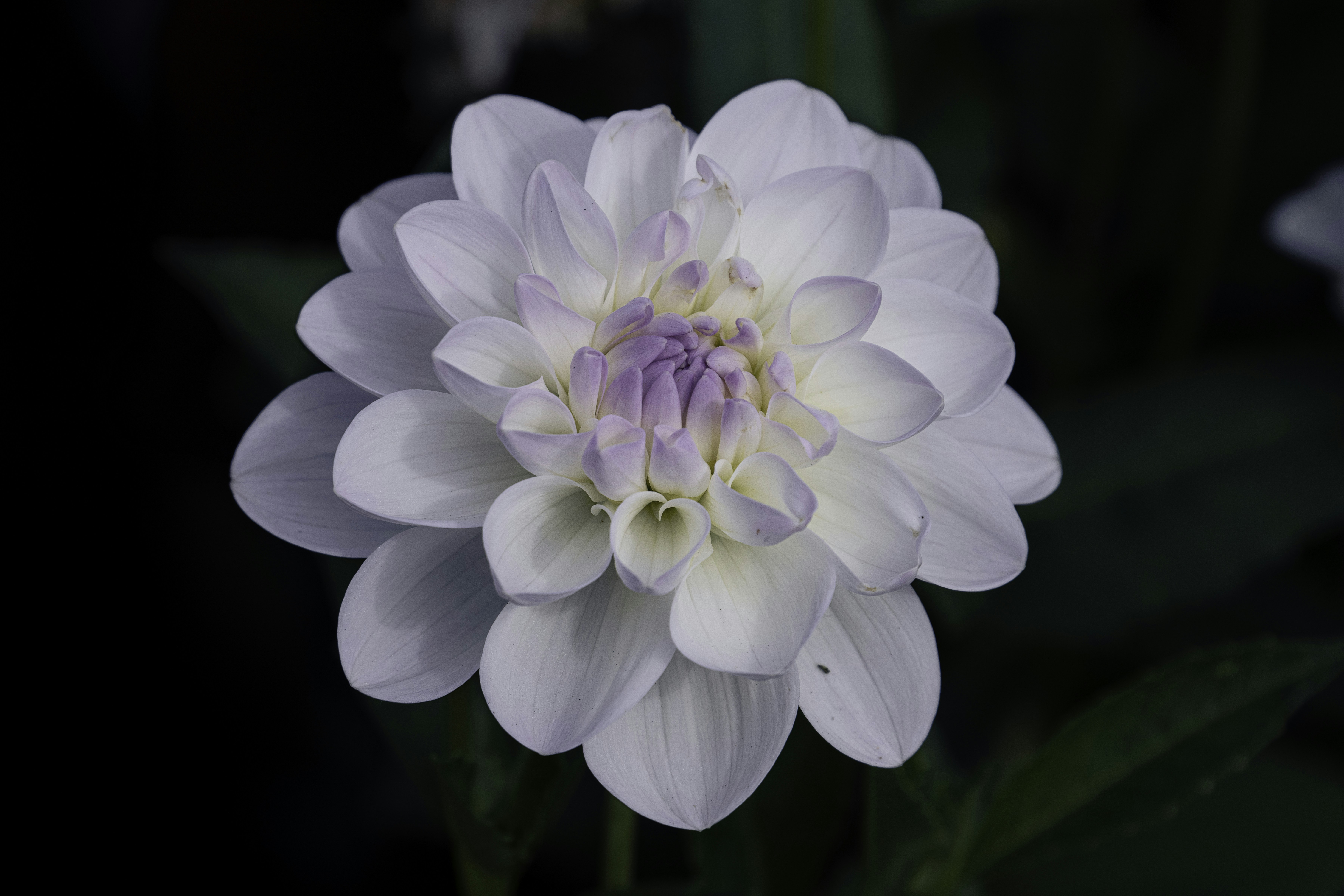 Petals in Focus: a Close-Up of a Pale Dahlias Bloom