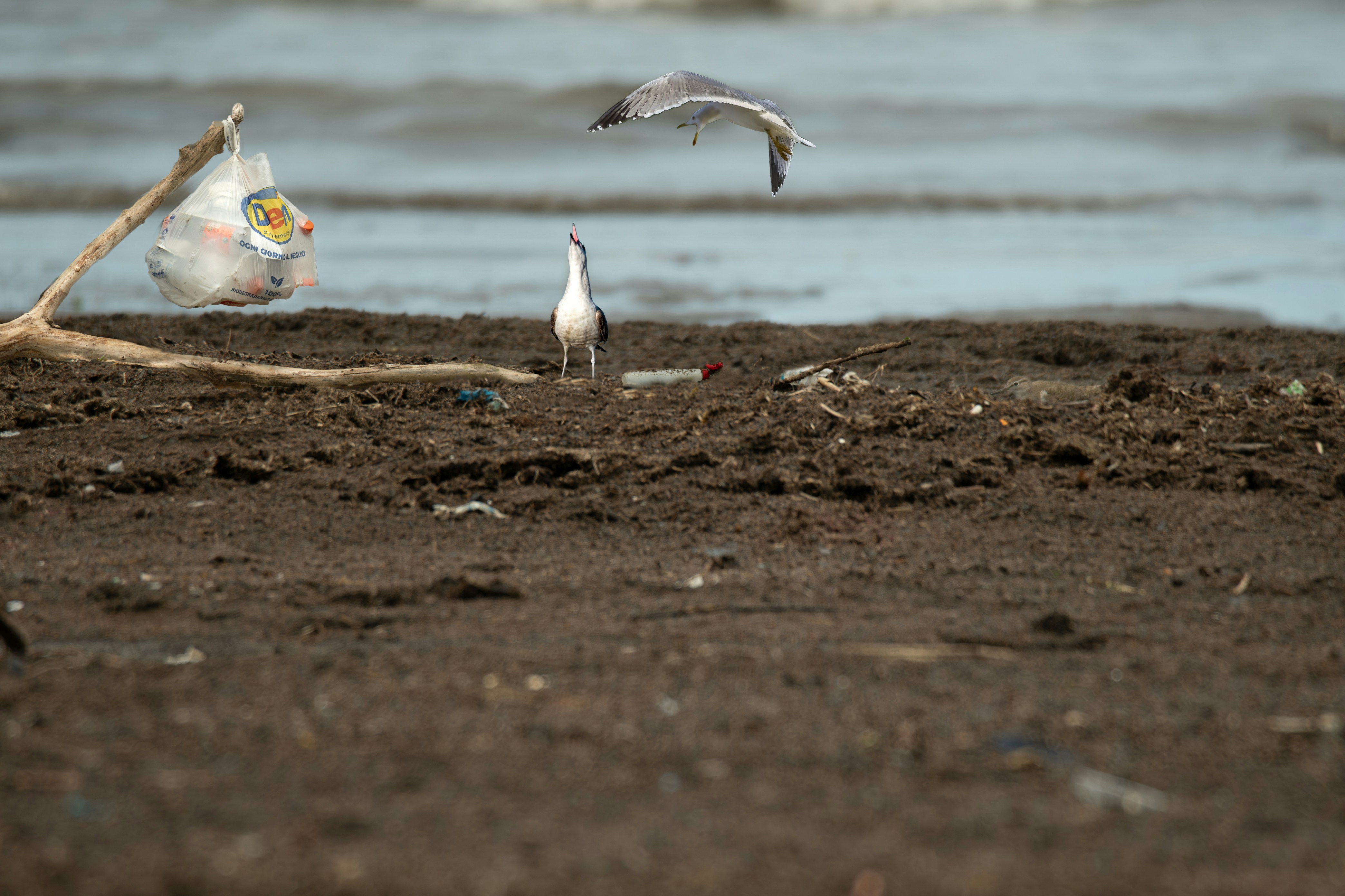 Seabird Standoff at the Tidal Edge