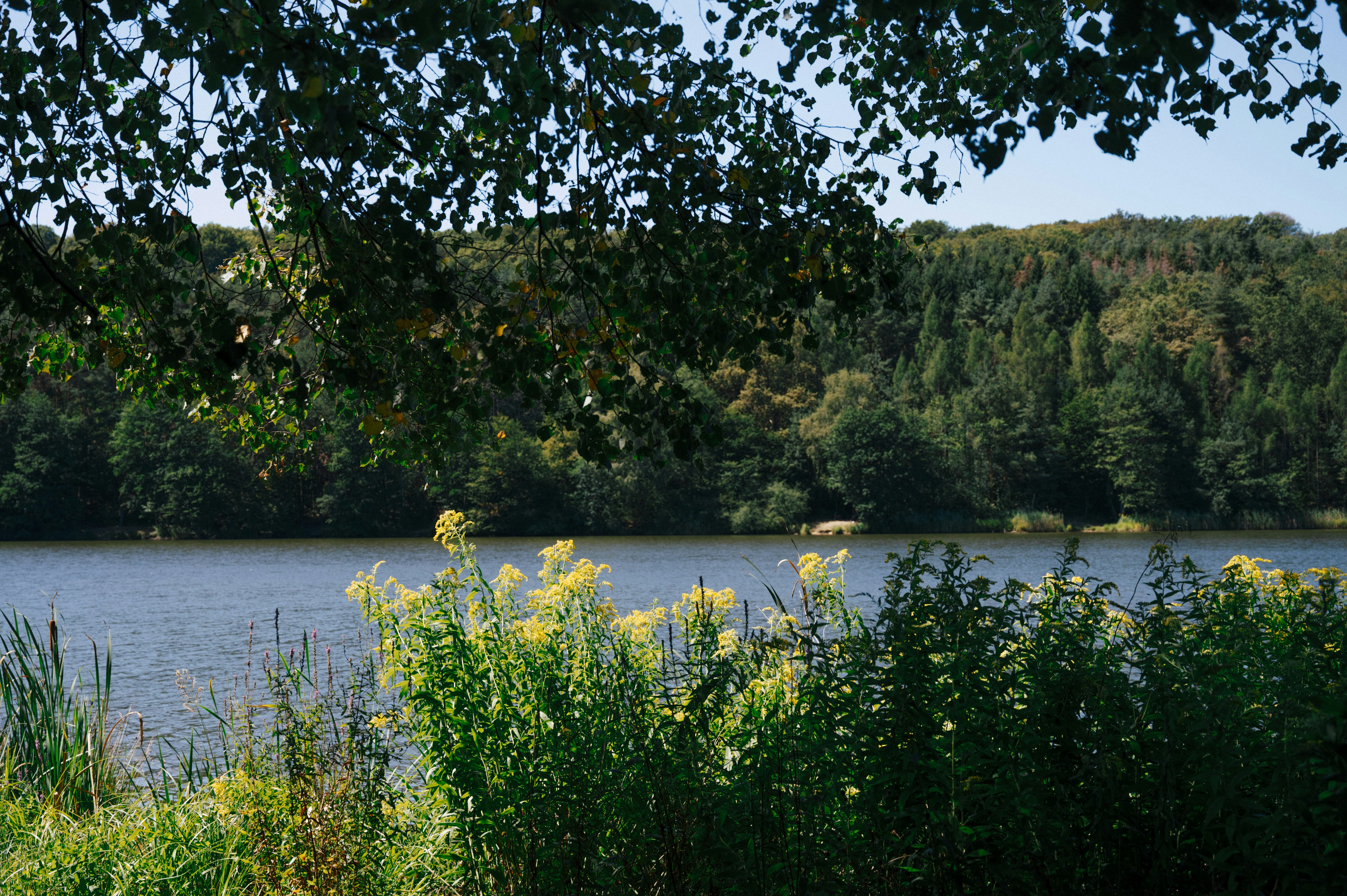 Sunlit riverbank framed by overhanging branches