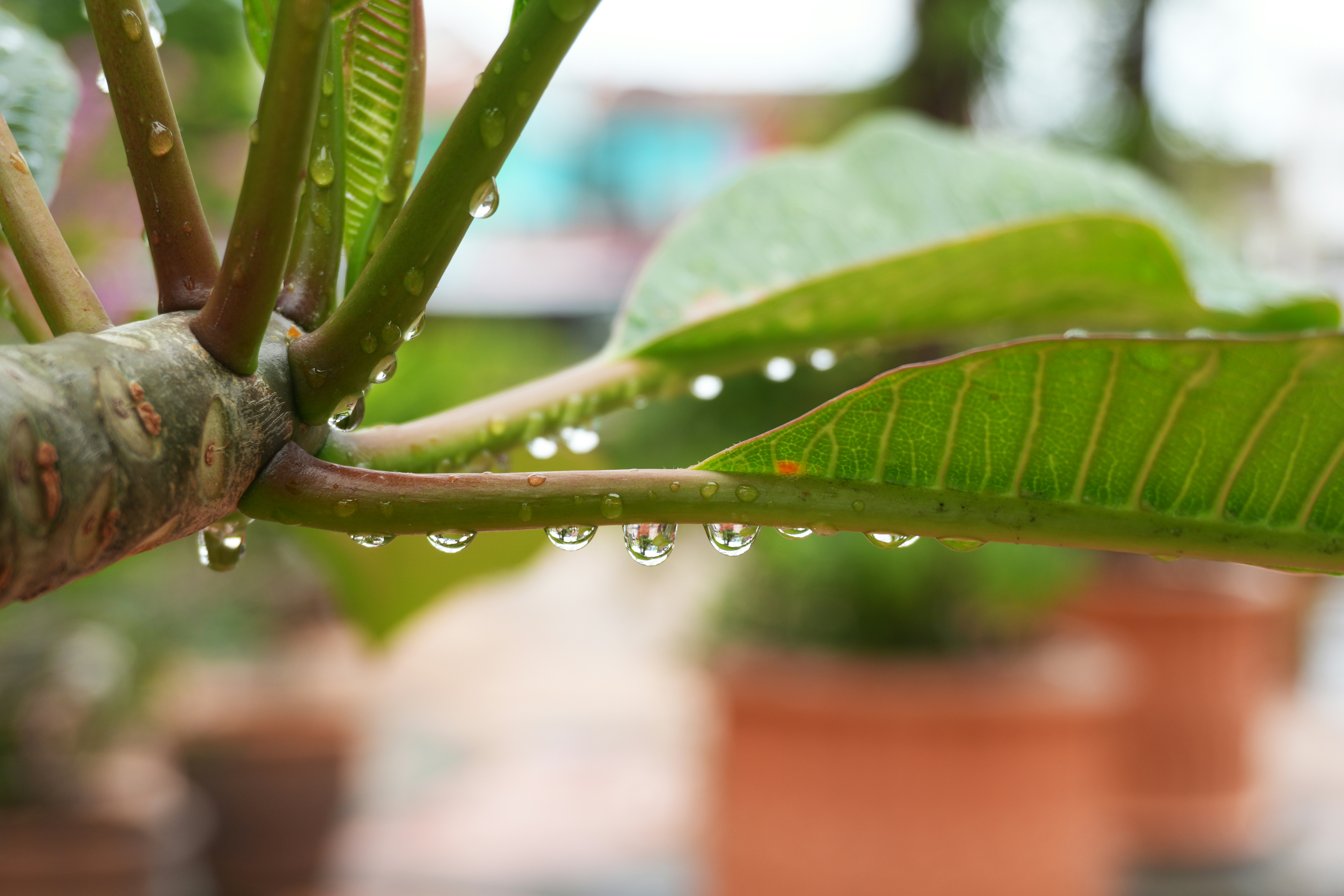 Dew-kissed Seed Pod Stems with Droplets on a Soft-Focused Garden